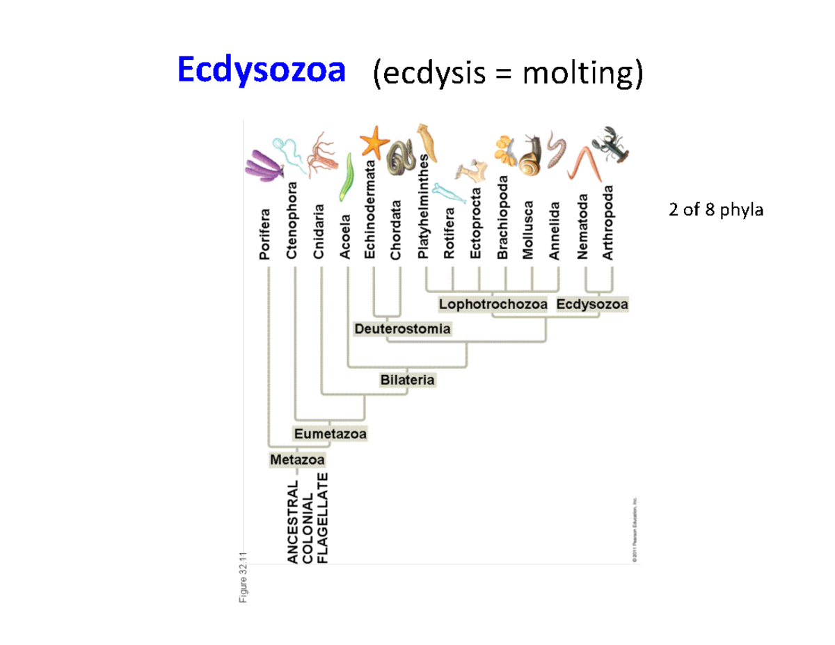 Lec 21 Ecdysozoa - Ecdysozoa (ecdysis = molting) 2 of 8 phyla Ecdysozoa ...
