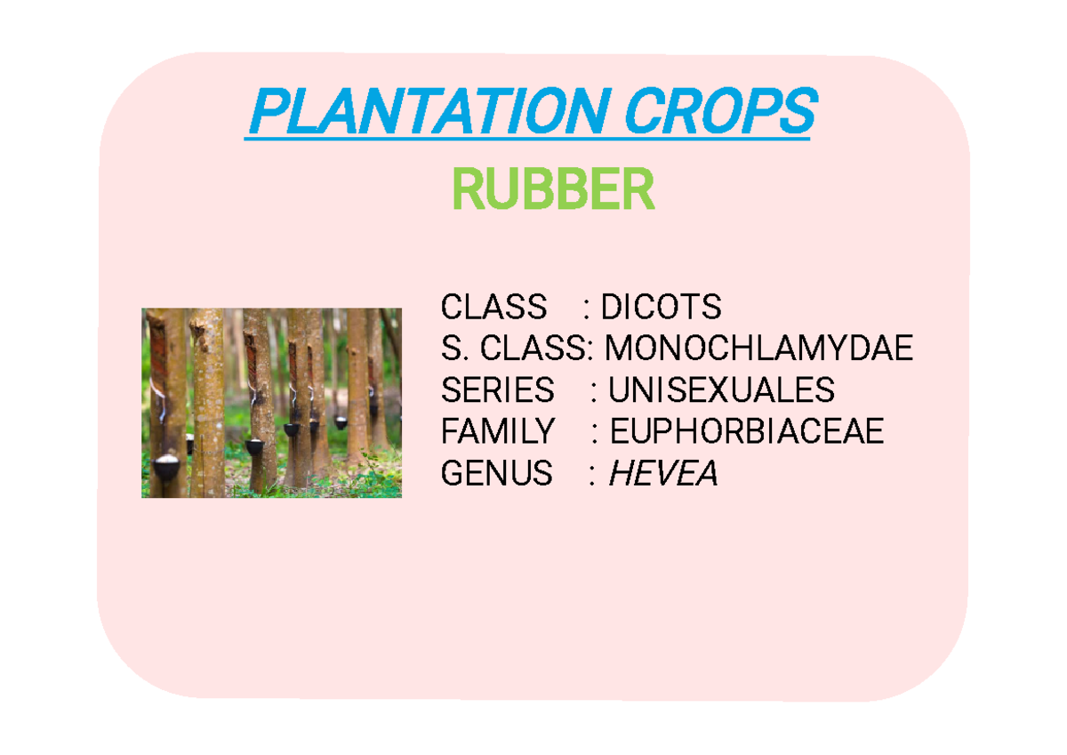Pgrm plantation crop rubber Jayalekshmi - PLANTATION CROPS RUBBER CLASS ...