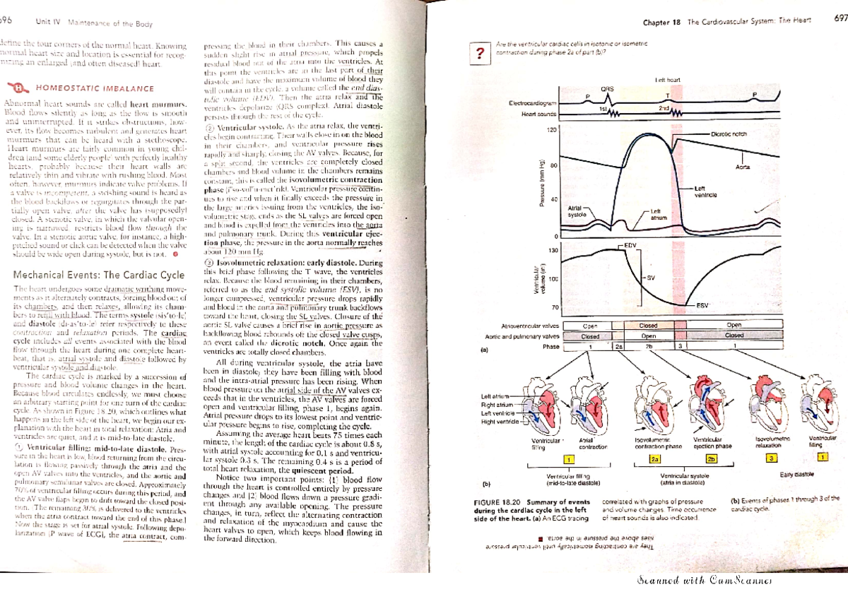 Joints and cardiac cycle UNIT III notes - Anatomy and Human Physiology ...