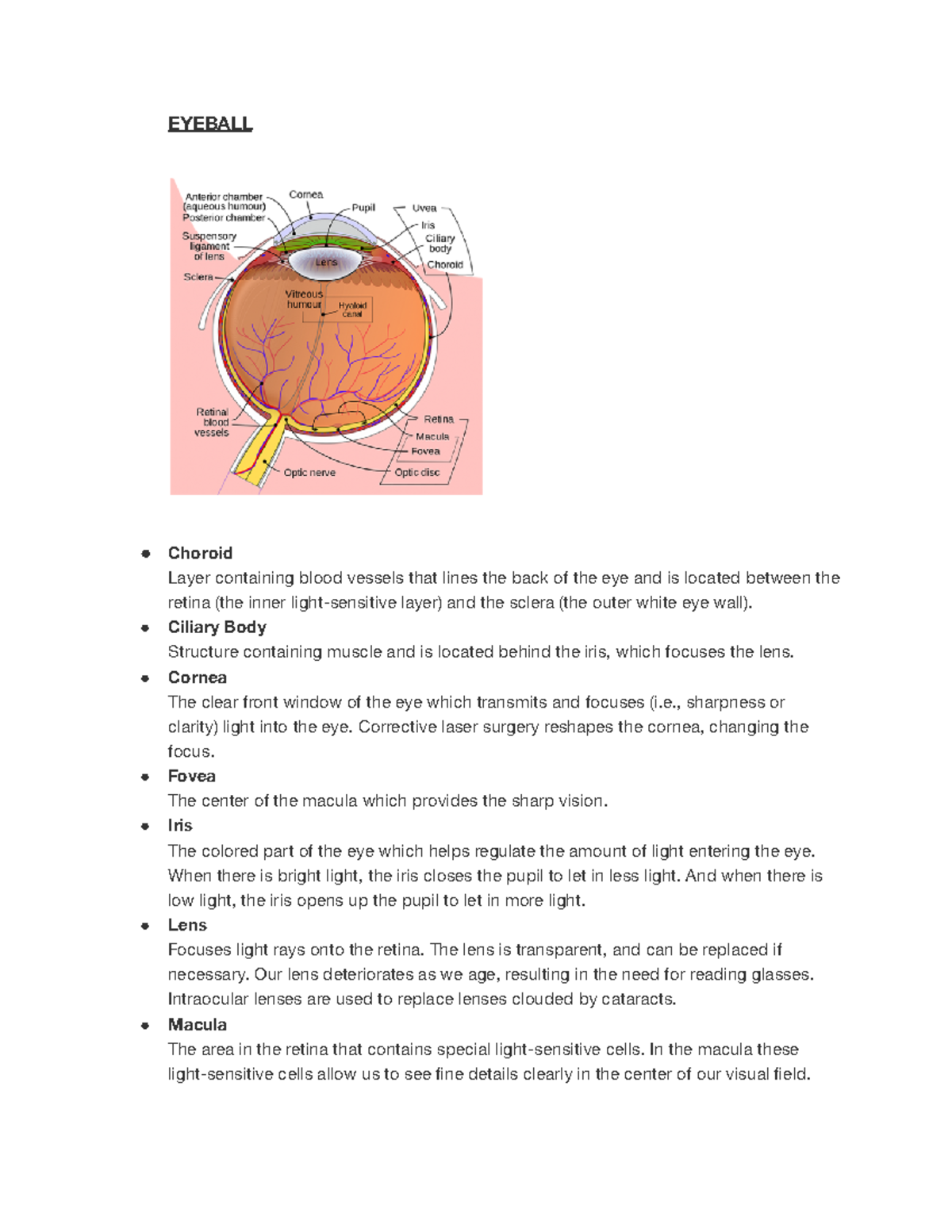Eyeball anatomy lab 1002 - EYEBALL Choroid Layer containing blood ...