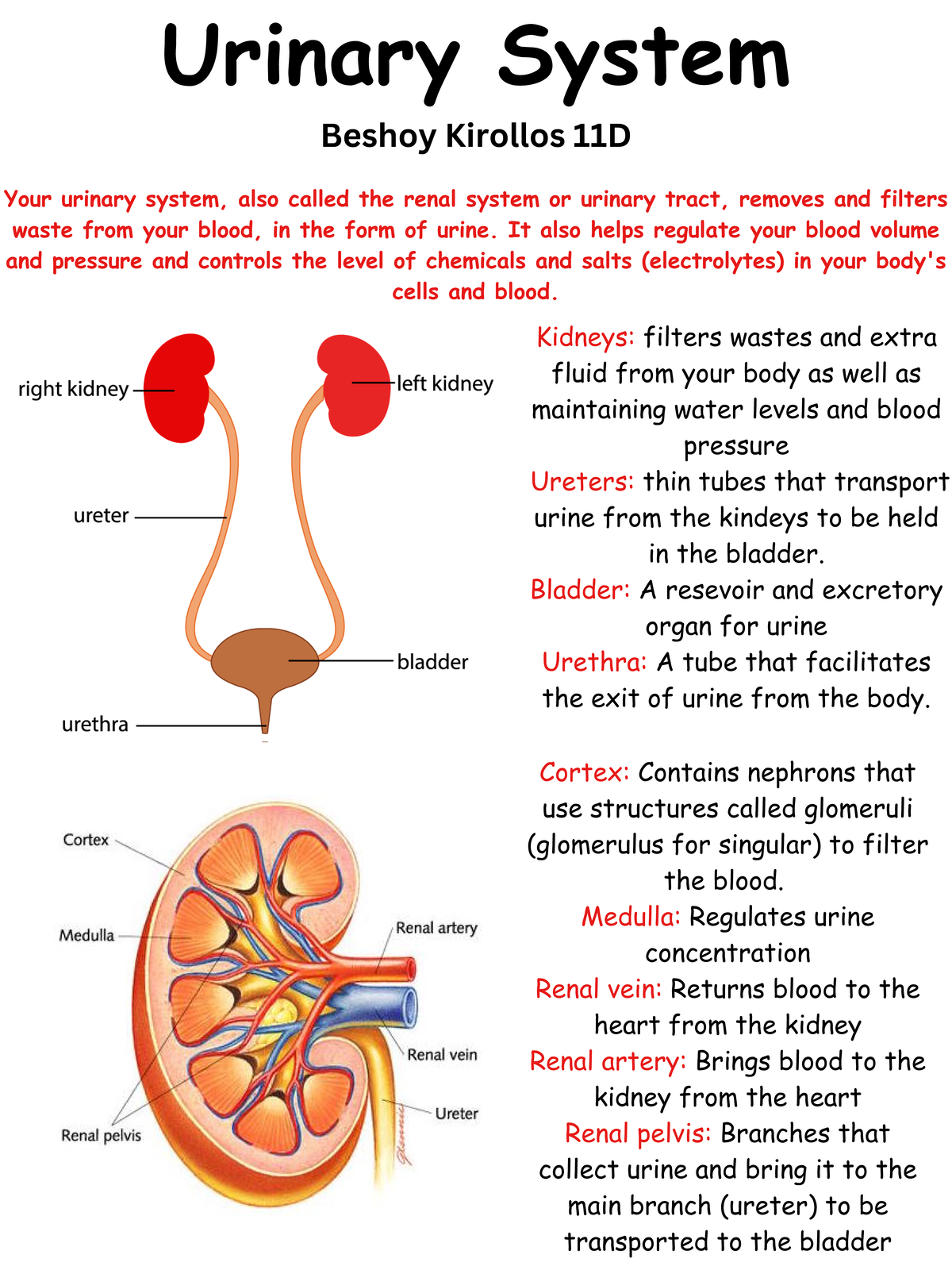 Urinary System - Urinary System Beshoy Kirollos 11D Kidneys: filters ...