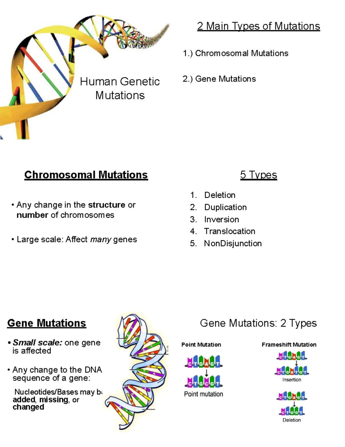 3b Mutations Human Genetic Mutations 2 Main Types Of Mutations 1