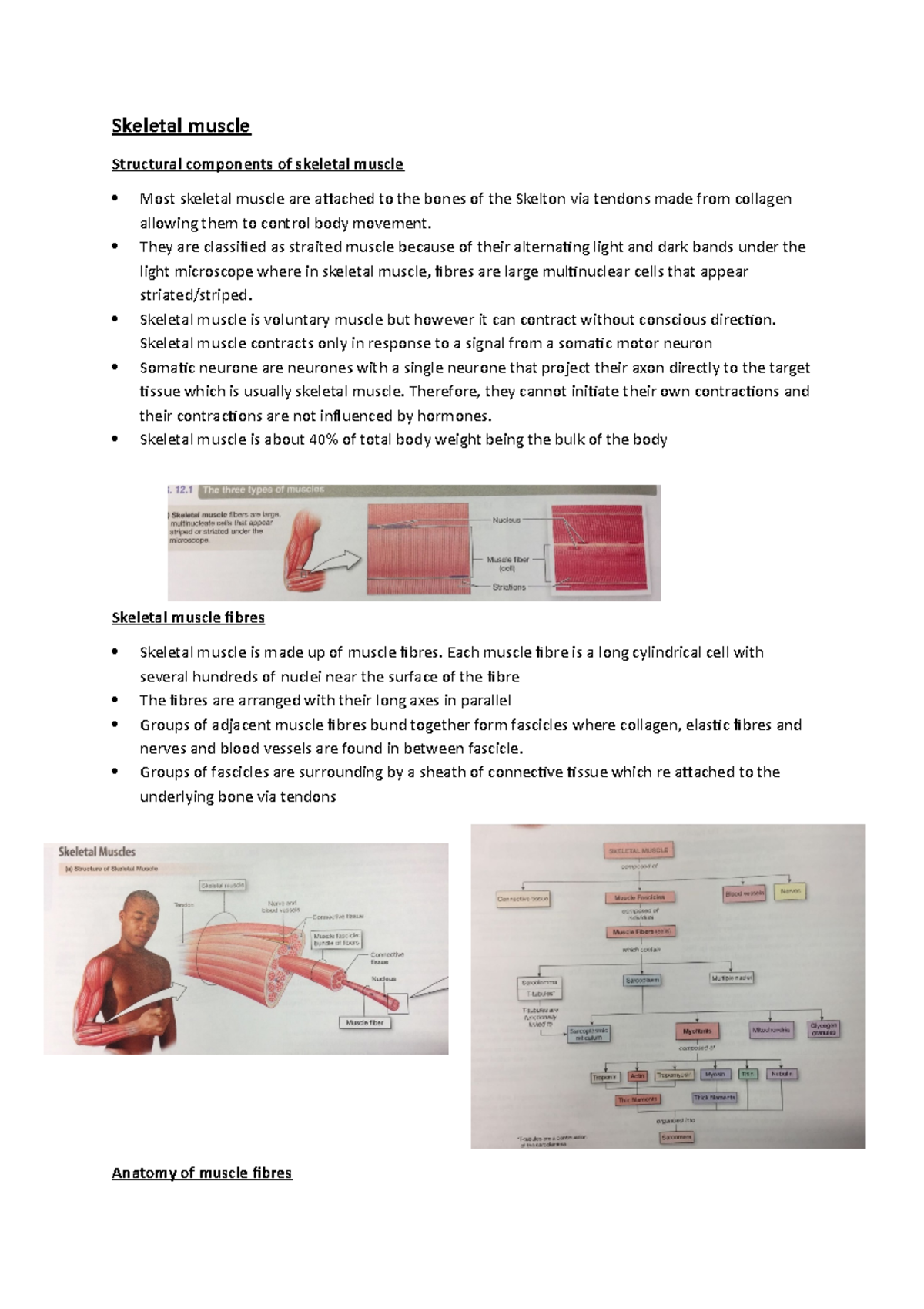 Human physiology - skeletal msucle - Skeletal muscle Structural ...