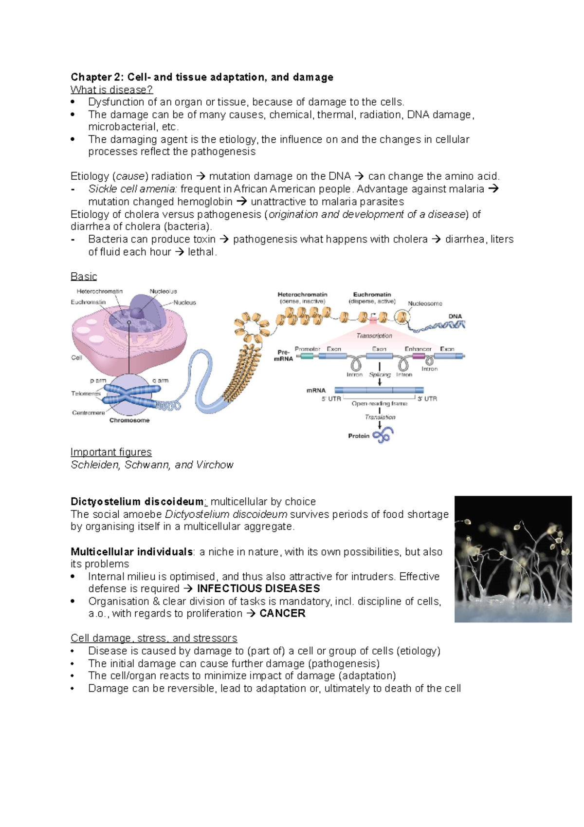 Summary Pathology part I 2022 - Chapter 2: Cell- and tissue adaptation ...