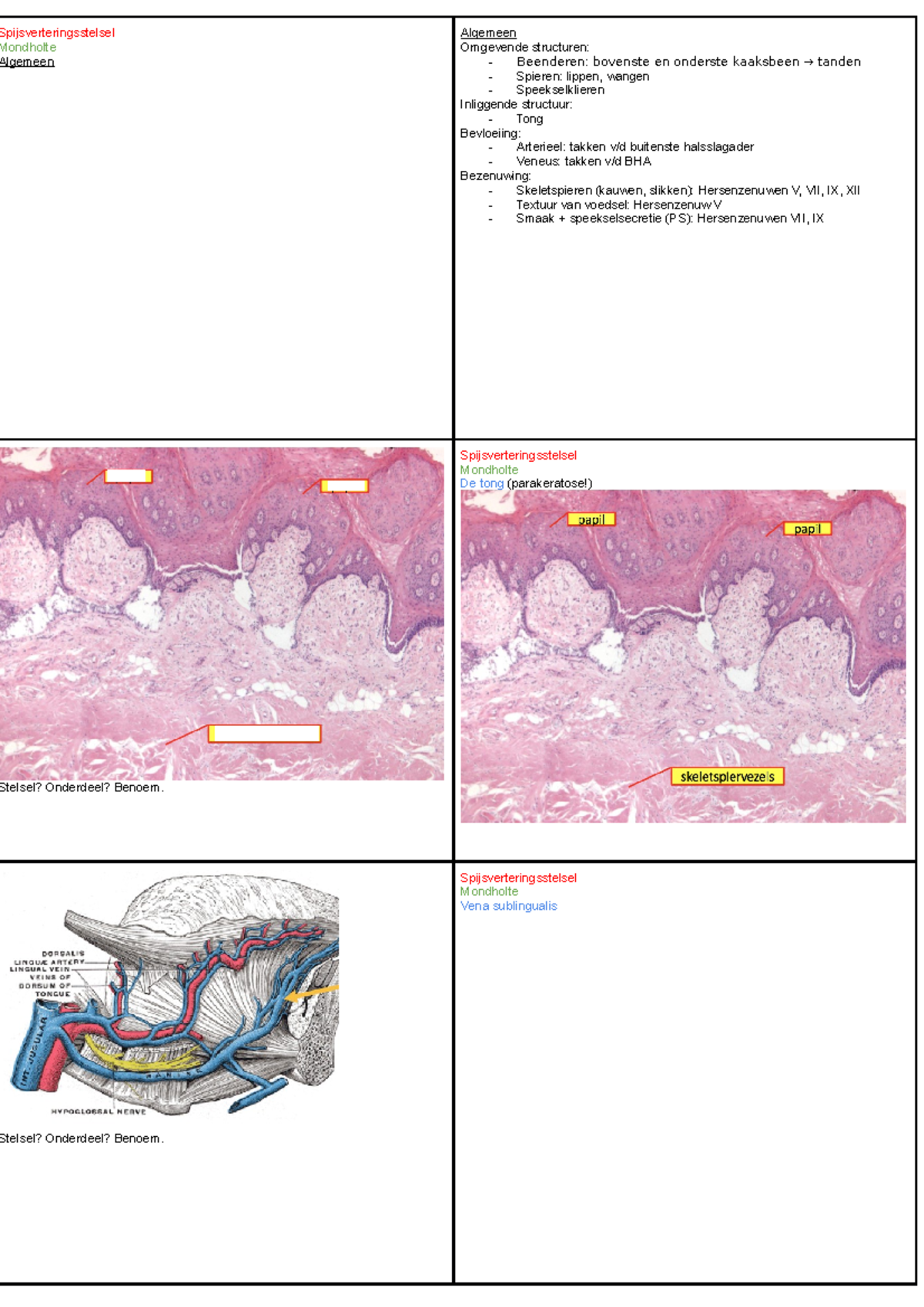 Anatomie Les 10-12 - Spijsverteringsstelsel Mondholte Algemeen Algemeen ...