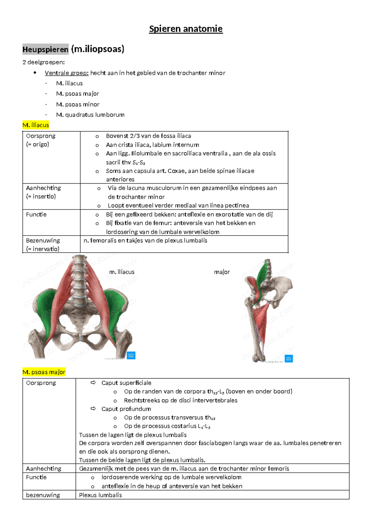 Spieren anatomie - Spieren anatomie Heupspieren (m) 2 deelgroepen ...
