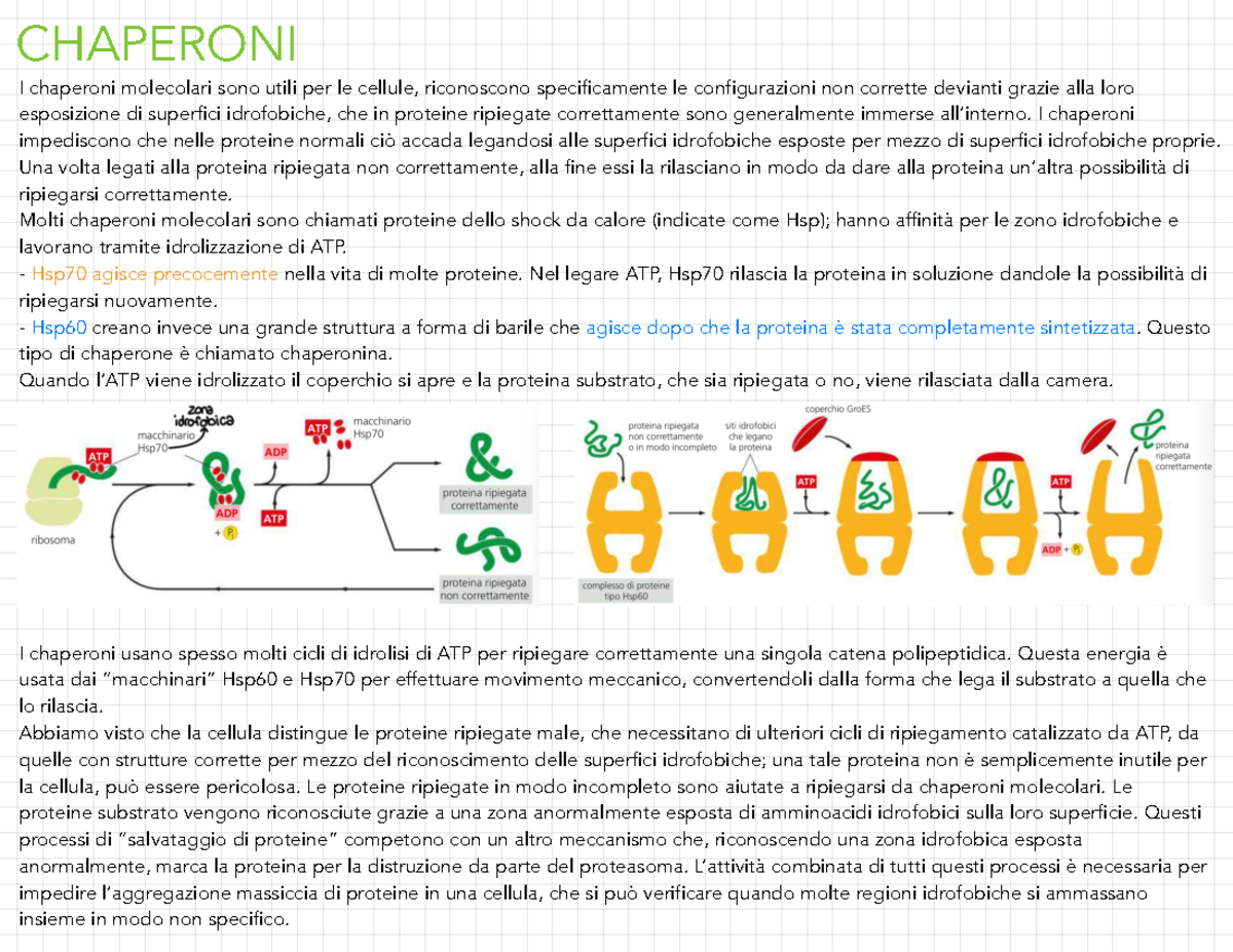 Chaperoni E Proteosoma - CHAPERONI I chaperoni molecolari sono utili ...