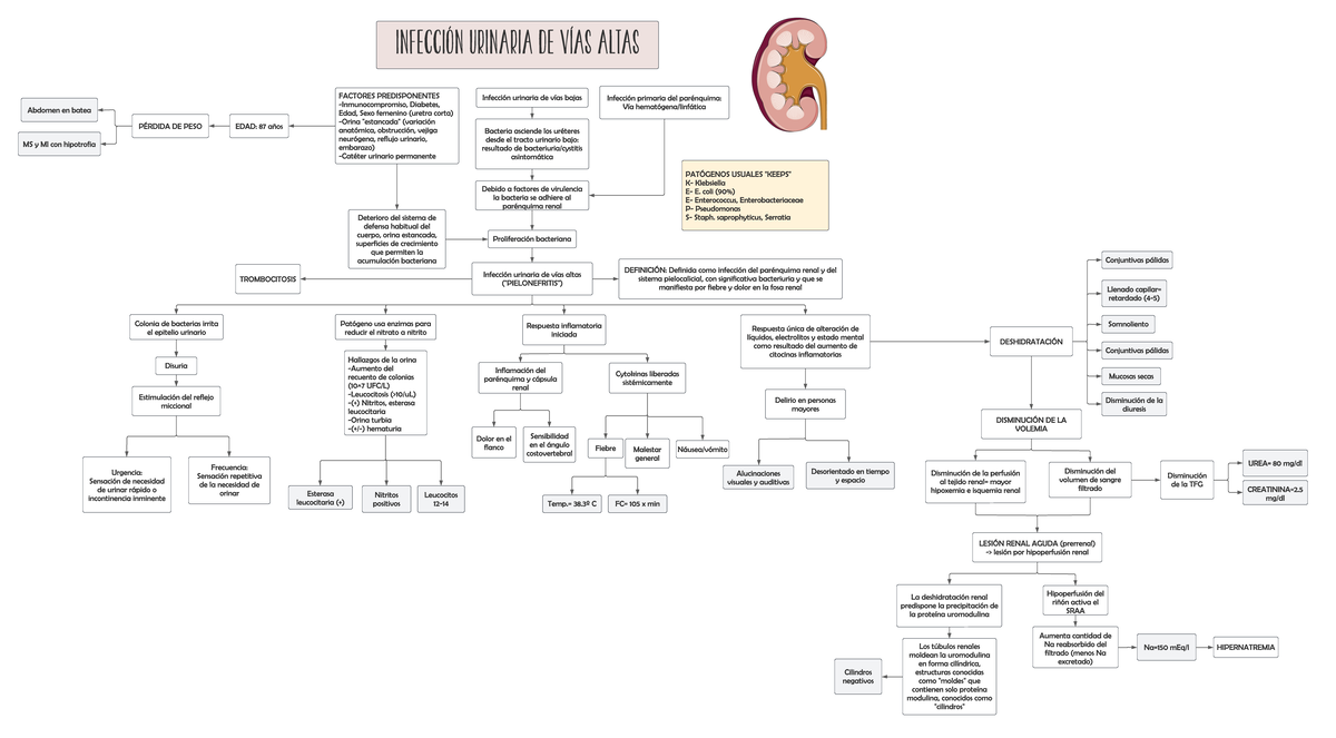 IVU - IVU - INFECCIÓNURINARIADEVÍASALTAS FACTORESPREDISPONENTES ...