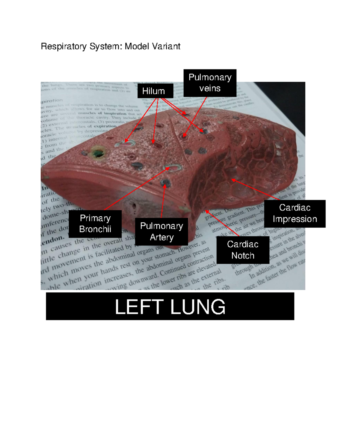 Respiratory System Model Blank - Respiratory System: Model Variant ...
