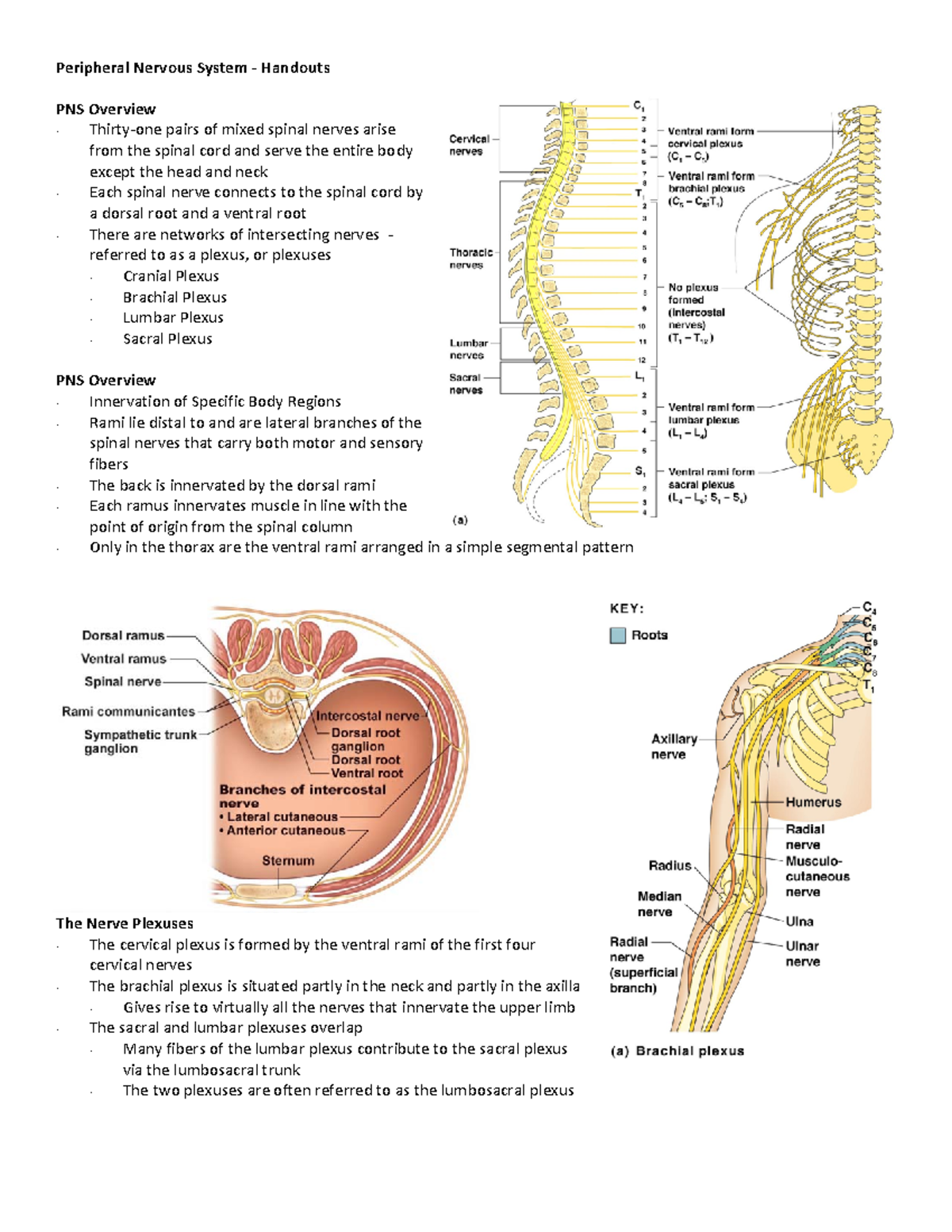 peripheral Nervous System Handouts - Peripheral Nervous System ...
