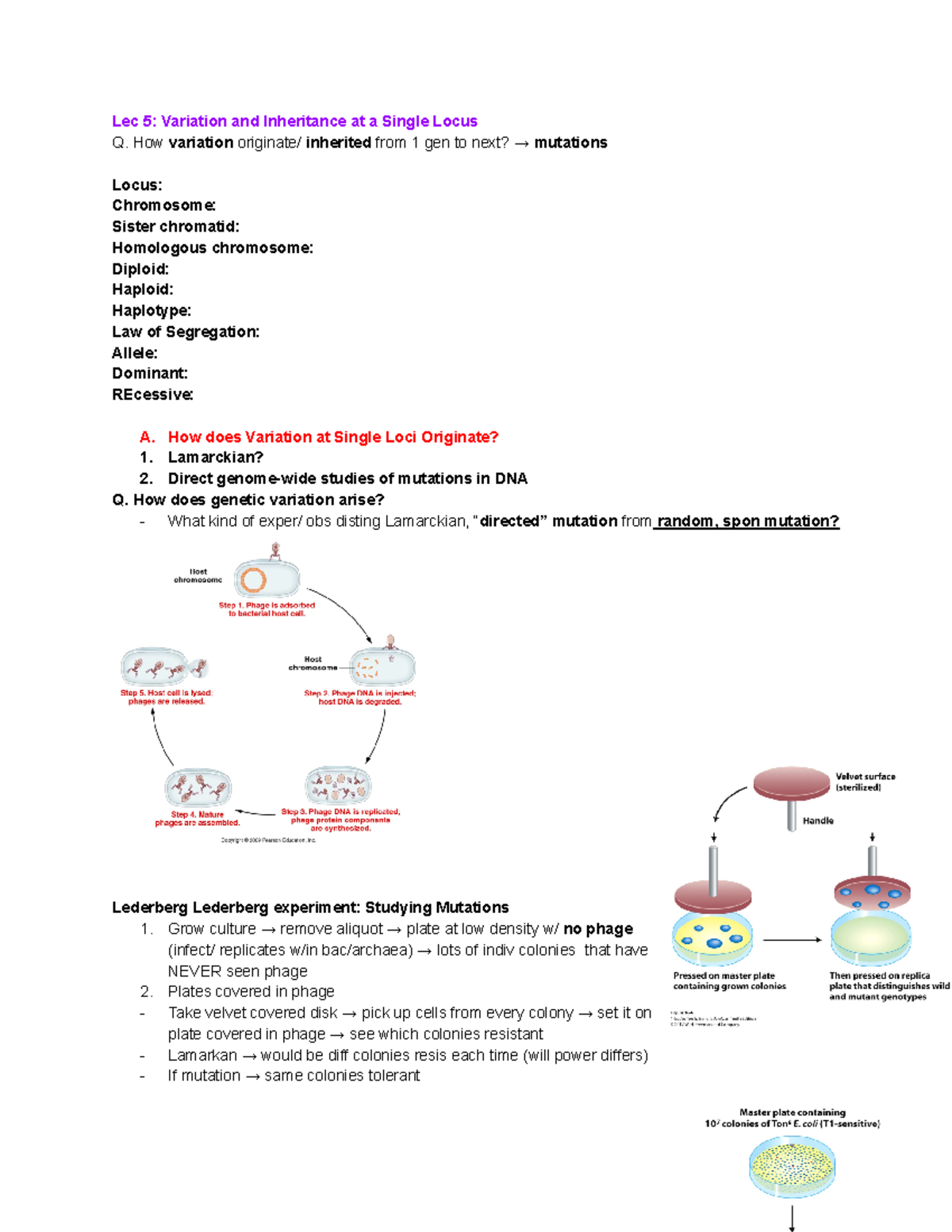 Bio 202 Lec 5 Variation and Inheritance at a Single Locus - Lec 5 ...