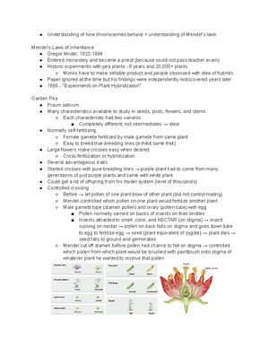 Bio Chapter 16 Notes - 2 sets of 23 Chapter 16 Cell Cycle chromosomes ...