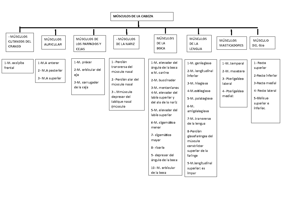 Cuadros de Musculos - 1- Recto superior 2-Recto inferior 3-Recto medial ...