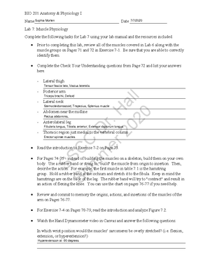BIO 201 Lab 4 Activity- Axial Skeleton - BIO 201 Anatomy & Physiology I ...