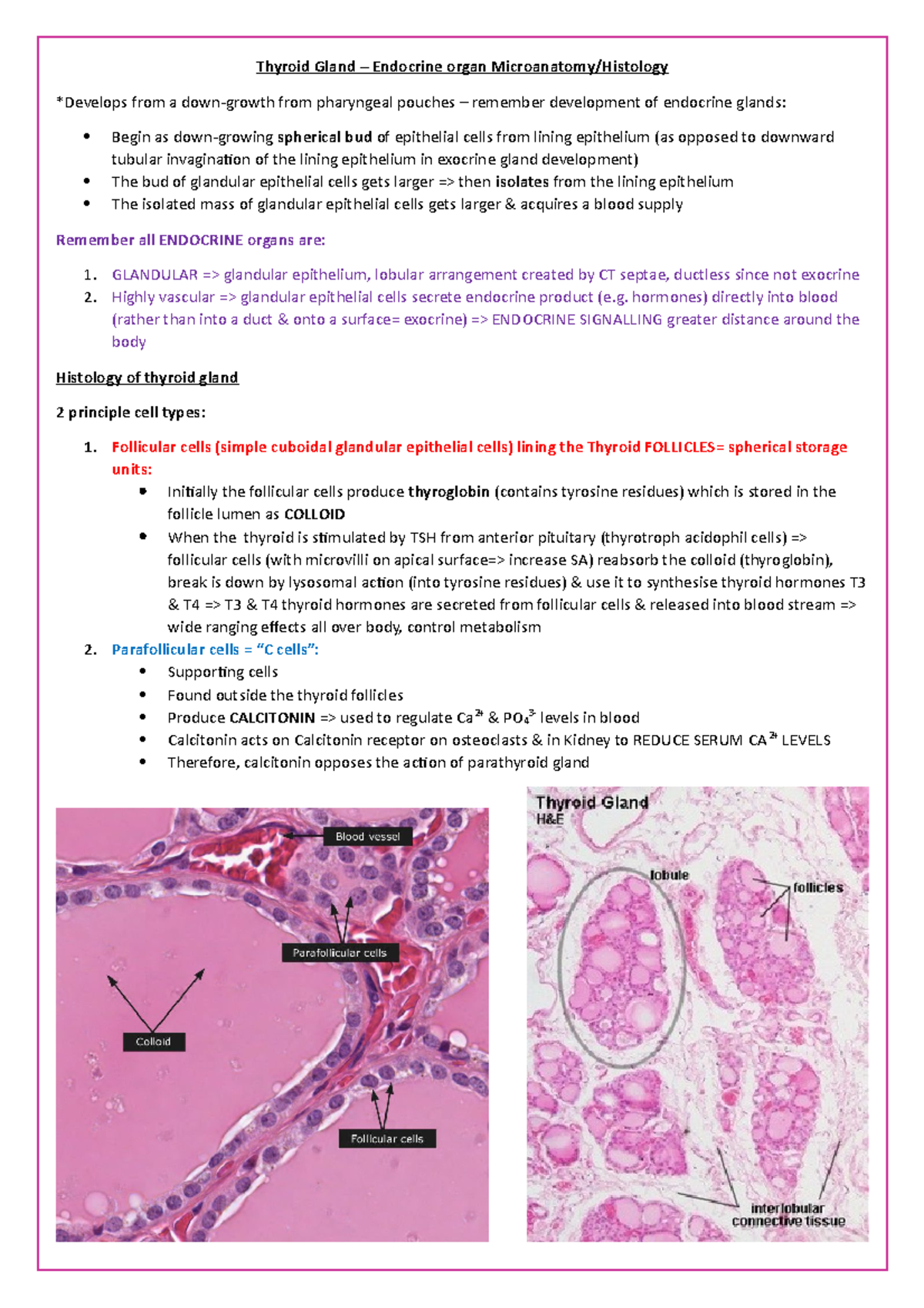 Thyroid Gland microanatomy - Thyroid Gland – Endocrine organ ...