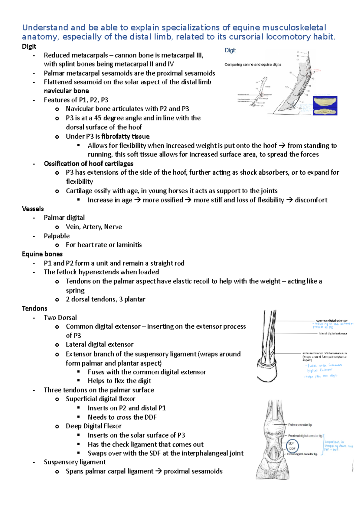 Equine distal limb summary - Understand and be able to explain specializations of equine - Studocu