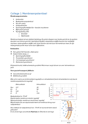 Reflexboog neurohumerale regulaties - Reflexboog Pancreas Stimulus ...
