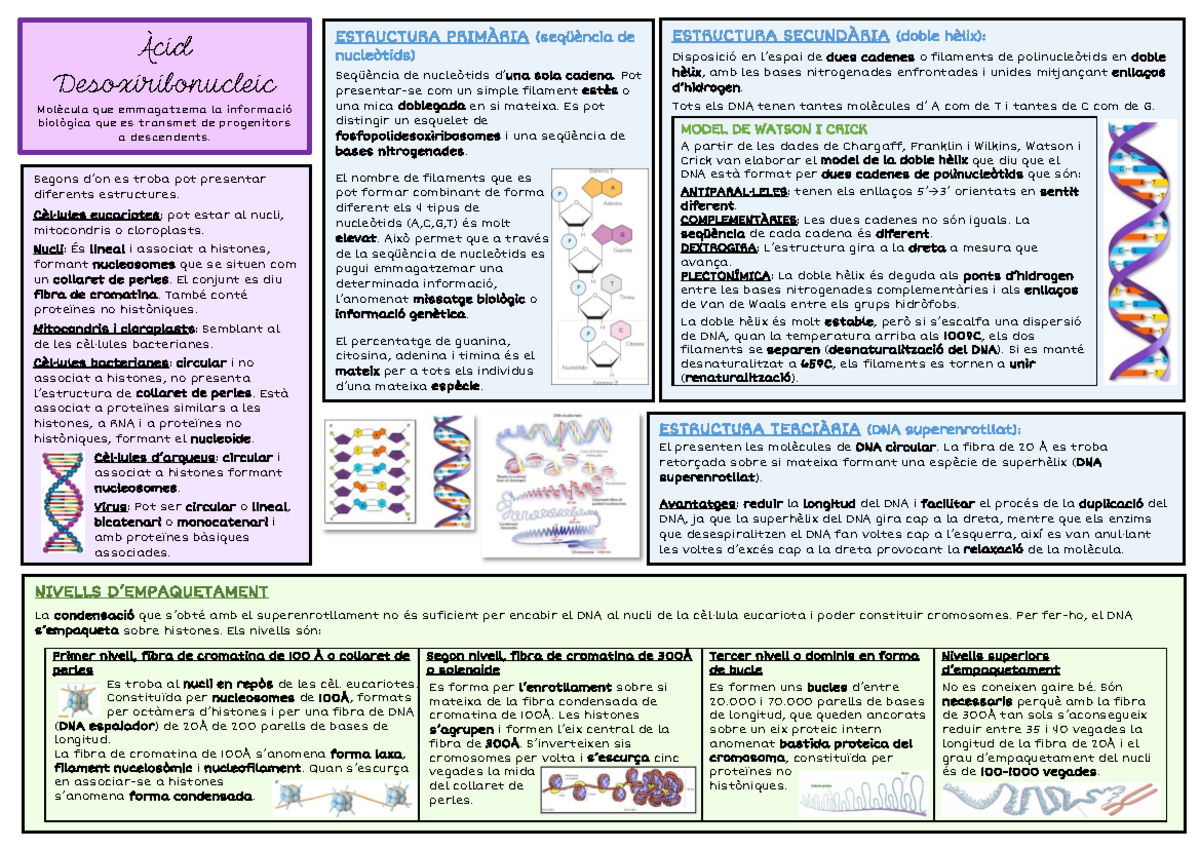 Esquema ADN - Warning: TT: undefined function: 32 Àcid Desoxiribonucleic Molècula que ...