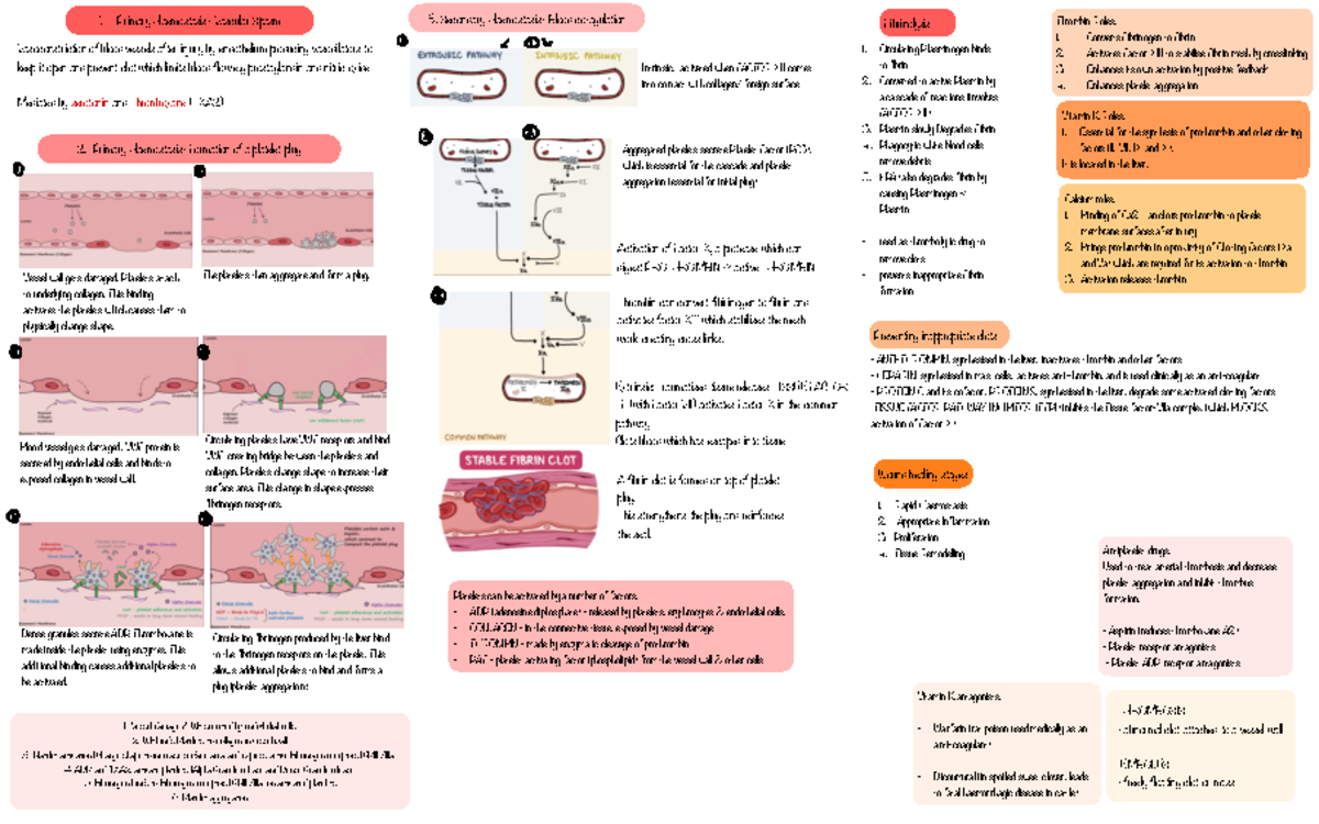 Blood clotting pathway Summary - Secondary Haemostasis- Blood co-agulation Vessel wall gets ...