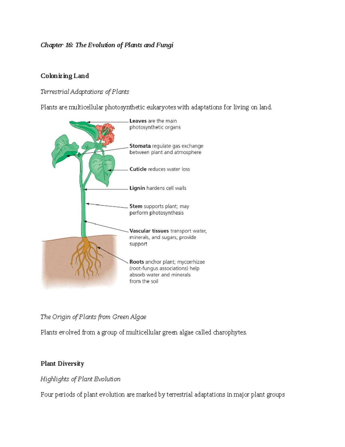 Chapter 16 Summary - Dr. Yingling - Chapter 16: The Evolution of Plants ...