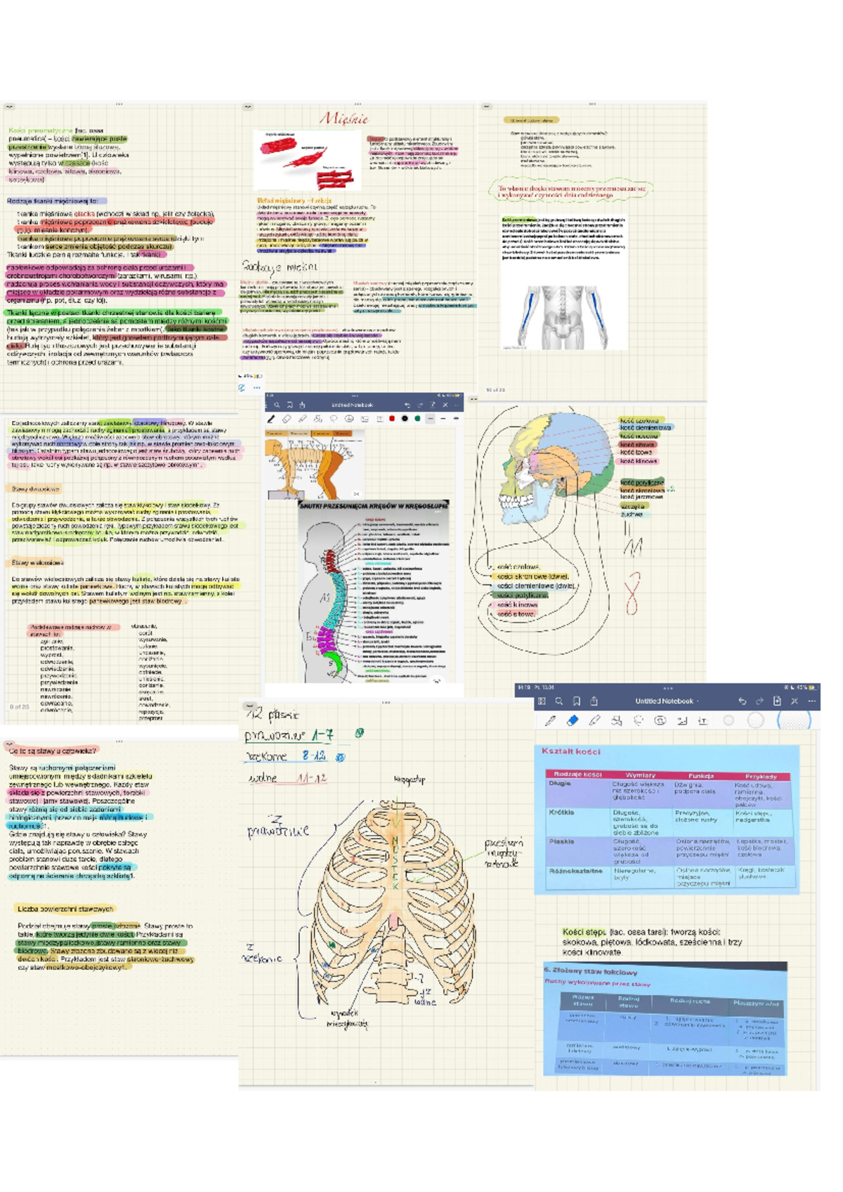 Dokument - Podstawy anatomii - Miesnie Schemat Kosci pneumatyczne (lac, ossa Staw czlowieka ...