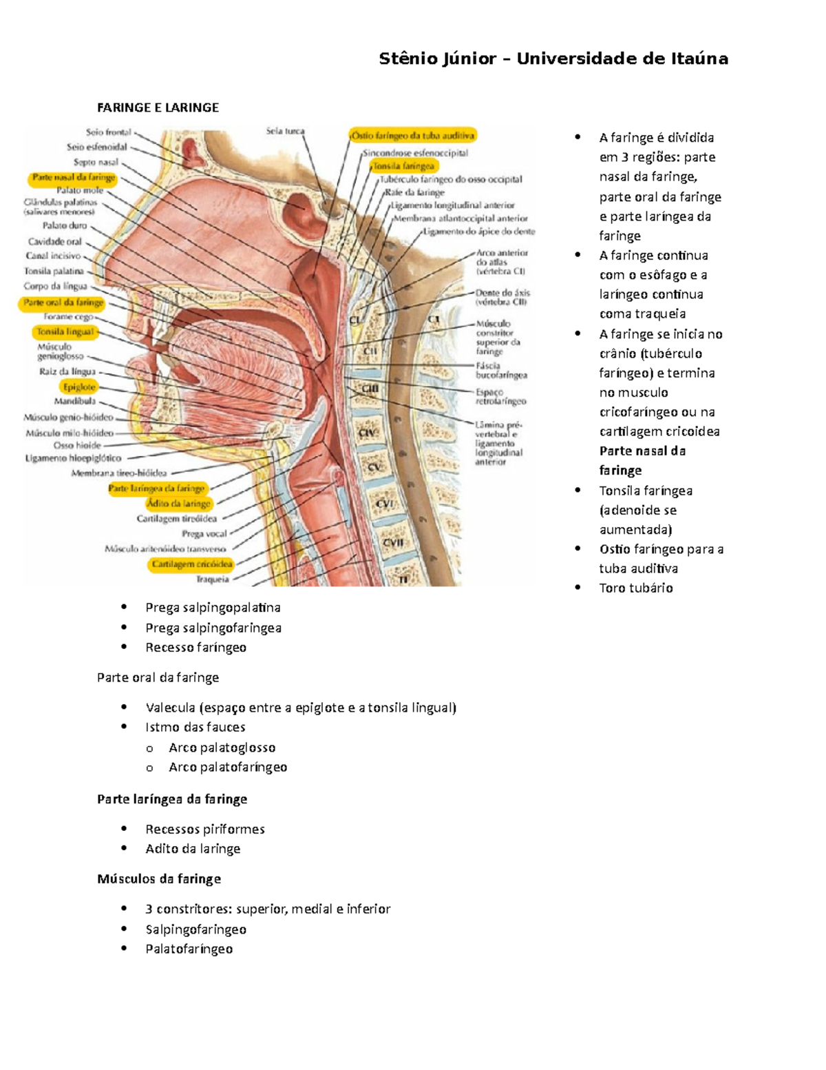 Faringe E Laringe - Material para primeira prova de anatomia II ...