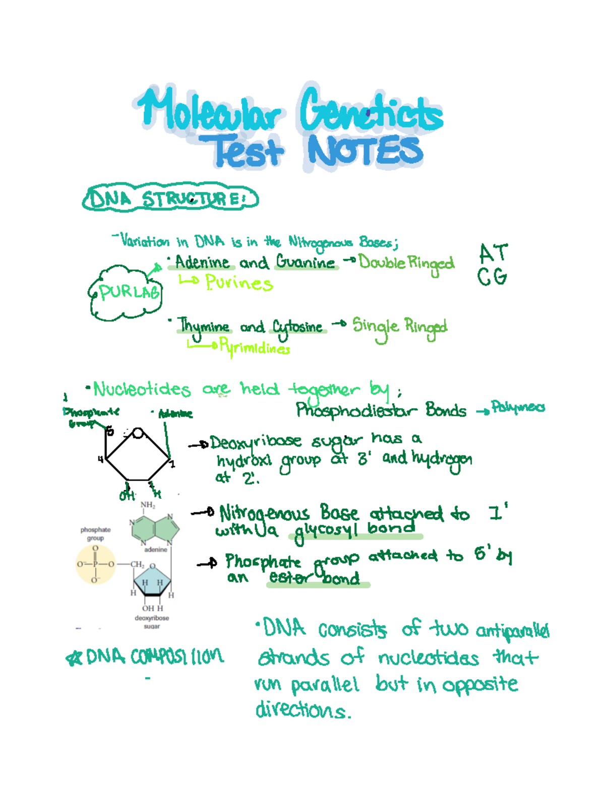 Molecular Genetics Notes - Molecular Genetics Test NOTES ...