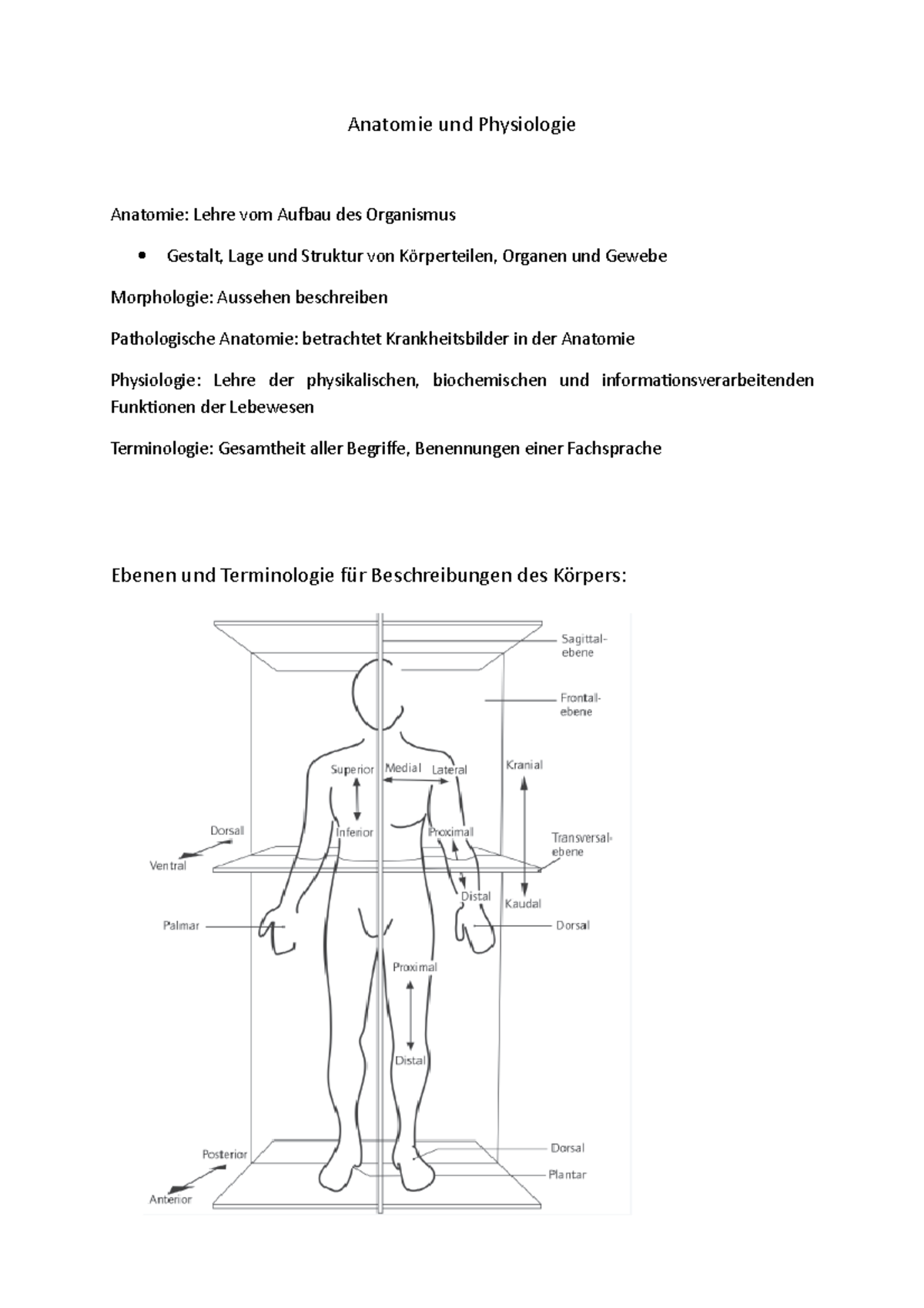 Anatomie, Physiologie - Anatomie und Physiologie Anatomie: Lehre vom ...