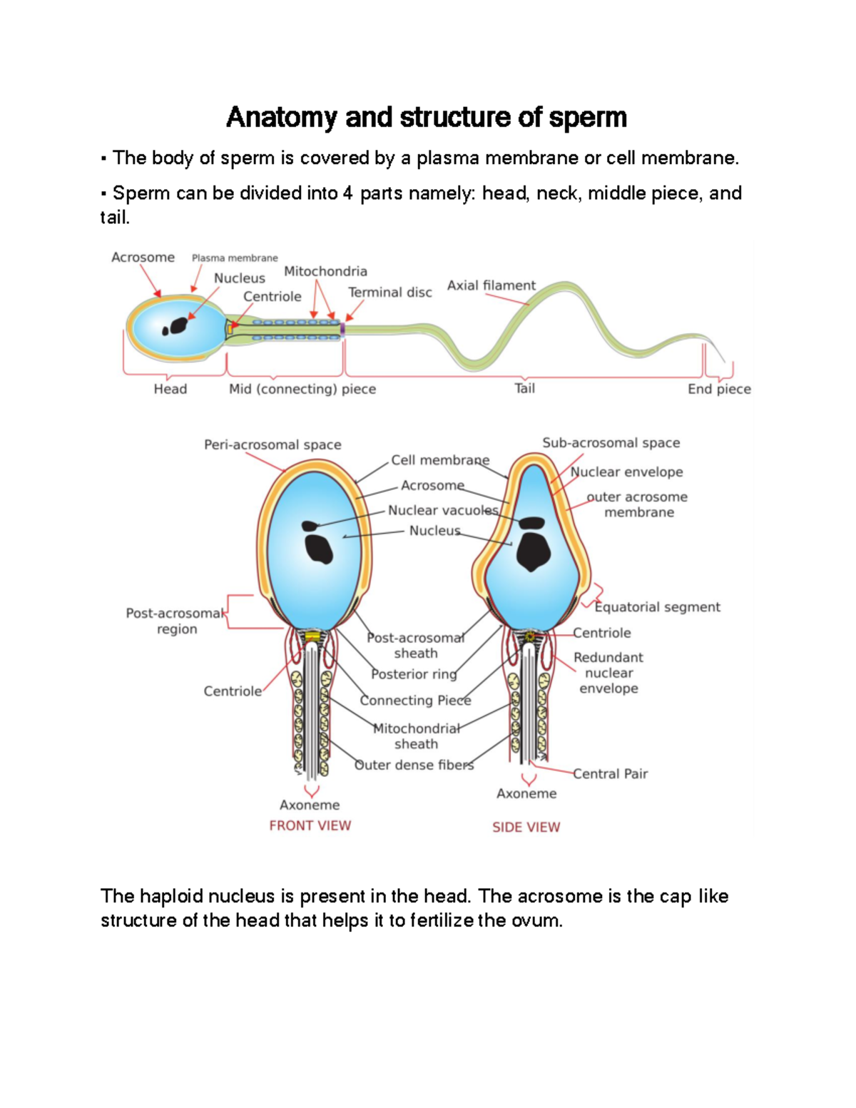 Anatomy and structure of sperm - Anatomy and structure of sperm ꨏ The ...