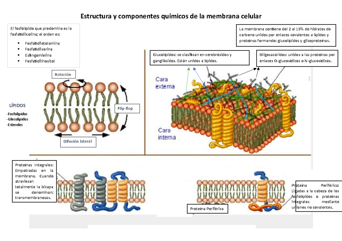 Estructura, componentes químicos y función de la membrana celular ...