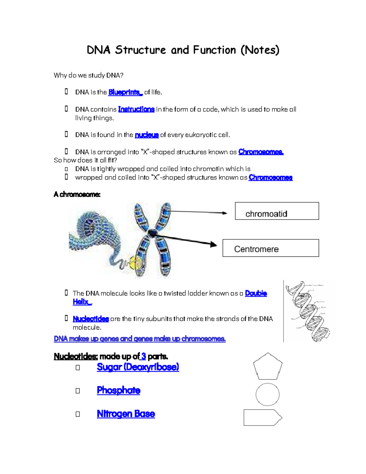 DNA Structure and Function - DNA contains Instructions in the form of a ...