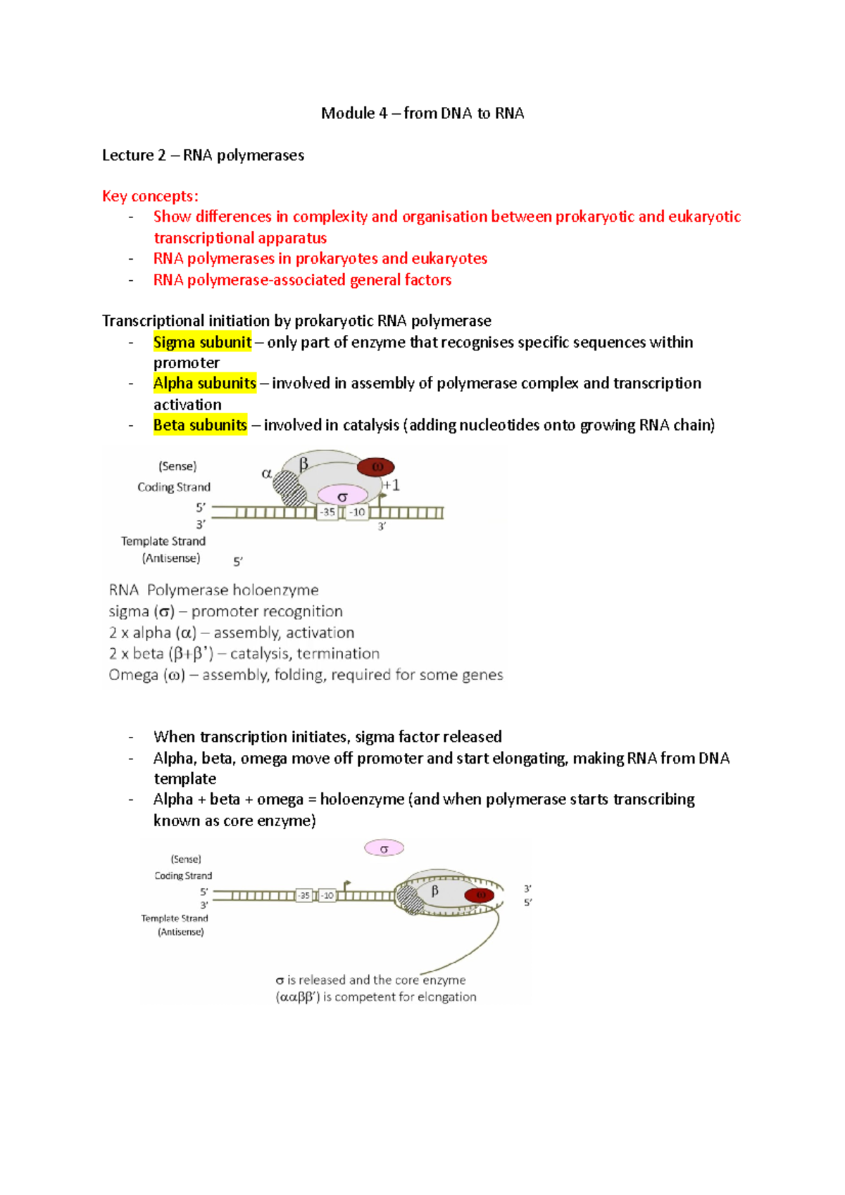 Lecture 2 - Module 4 – from DNA to RNA Lecture 2 – RNA polymerases Key concepts: Show ...