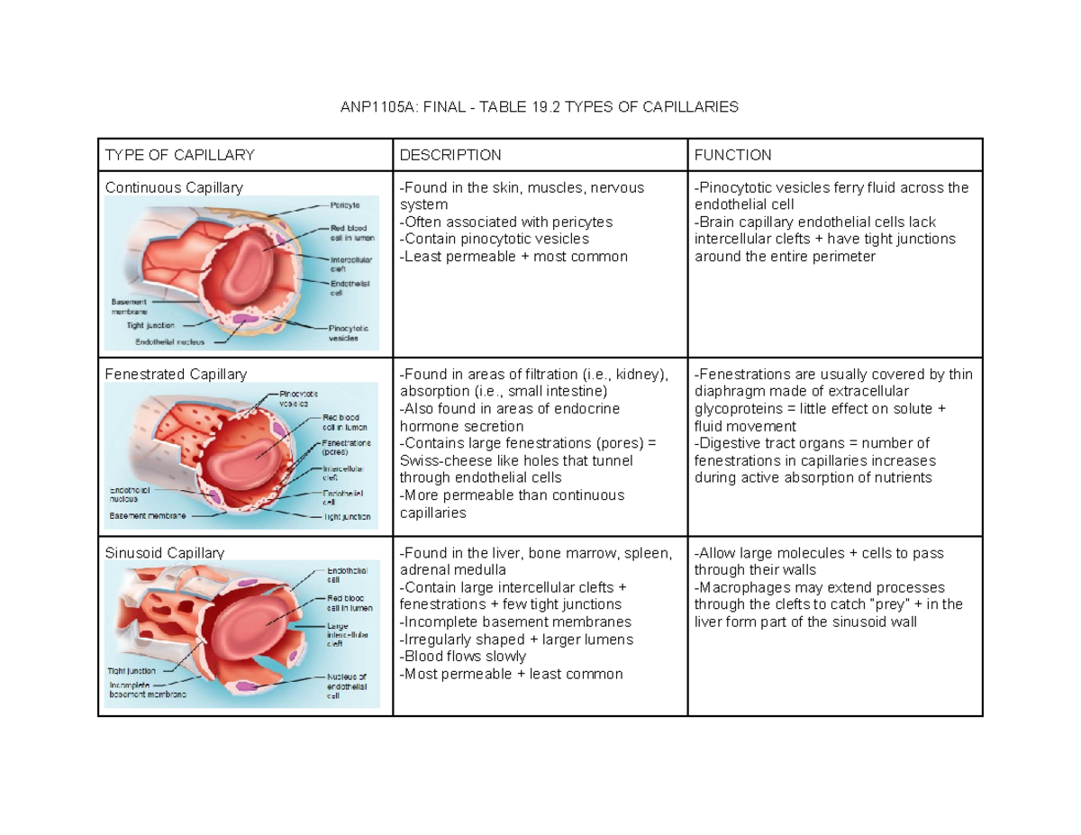 Table 19 - ANP1105A: FINAL - TABLE 19 TYPES OF CAPILLARIES TYPE OF ...