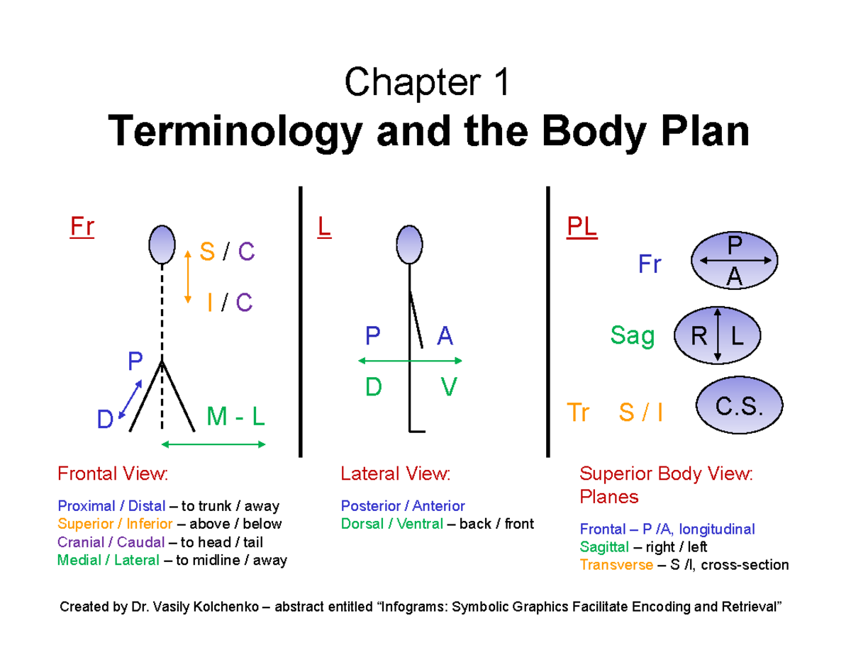 2 -Terminology and the Body plan1 - Chapter 1 Terminology and the Body ...