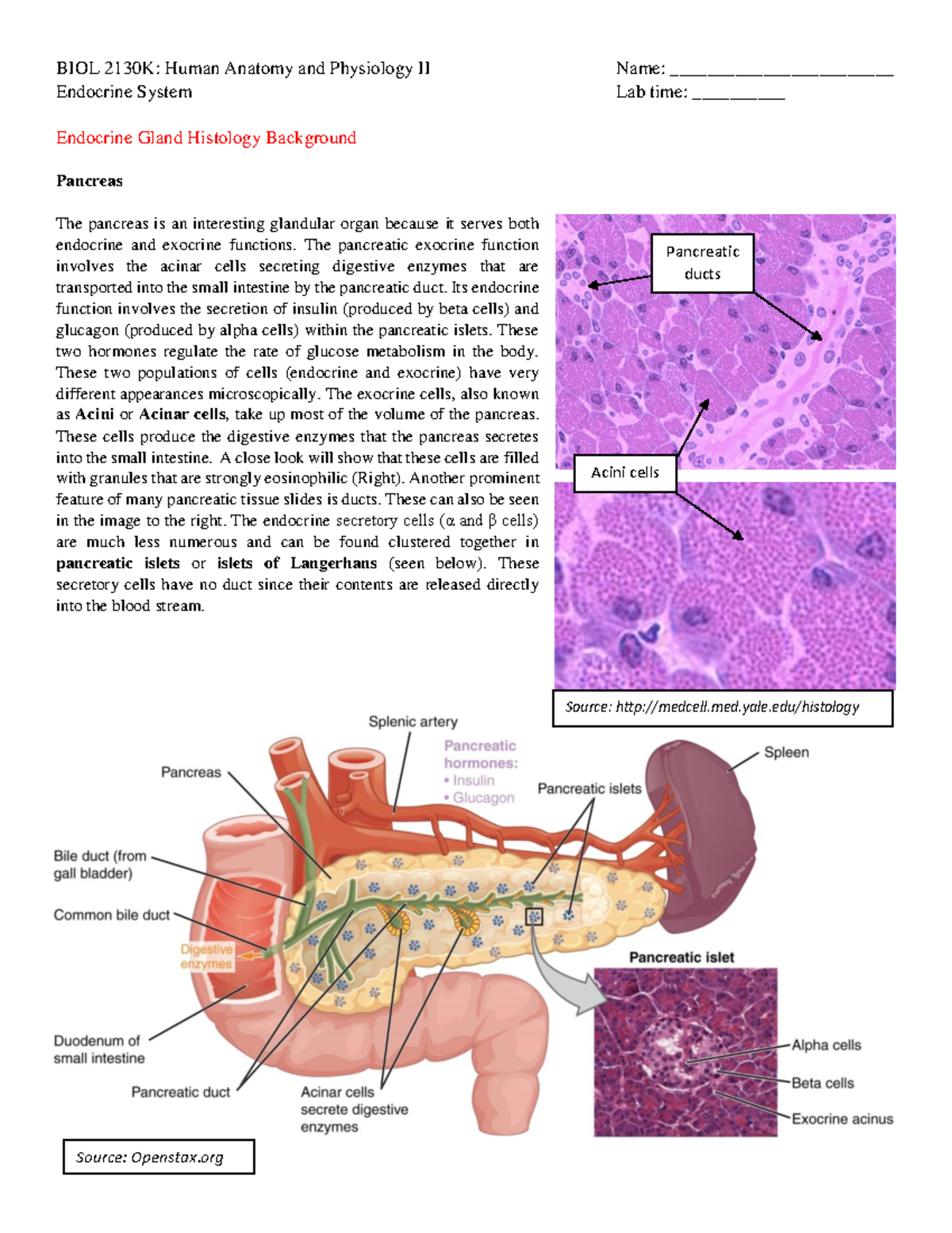 Lab 2 Endocrine System - BIOL 2130K: Human Anatomy and Physiology II ...