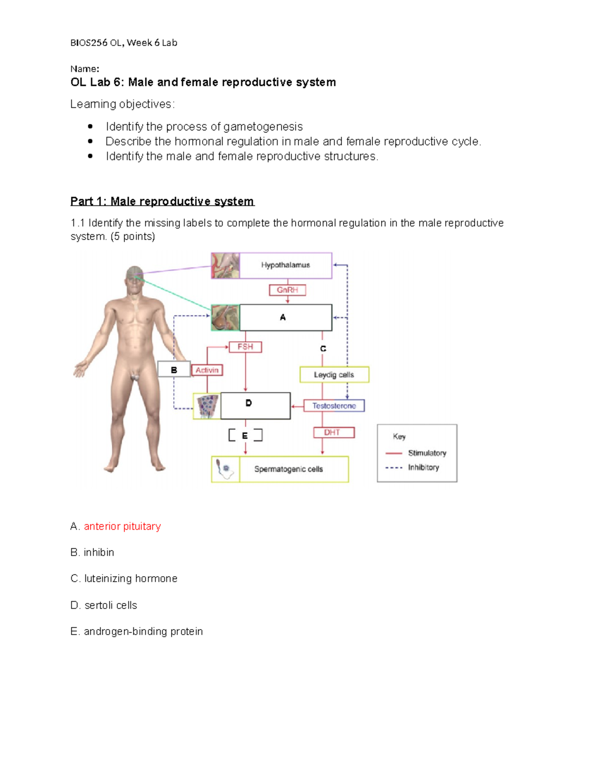 Complete AP4 week6 - Name: OL Lab 6: Male and female reproductive ...