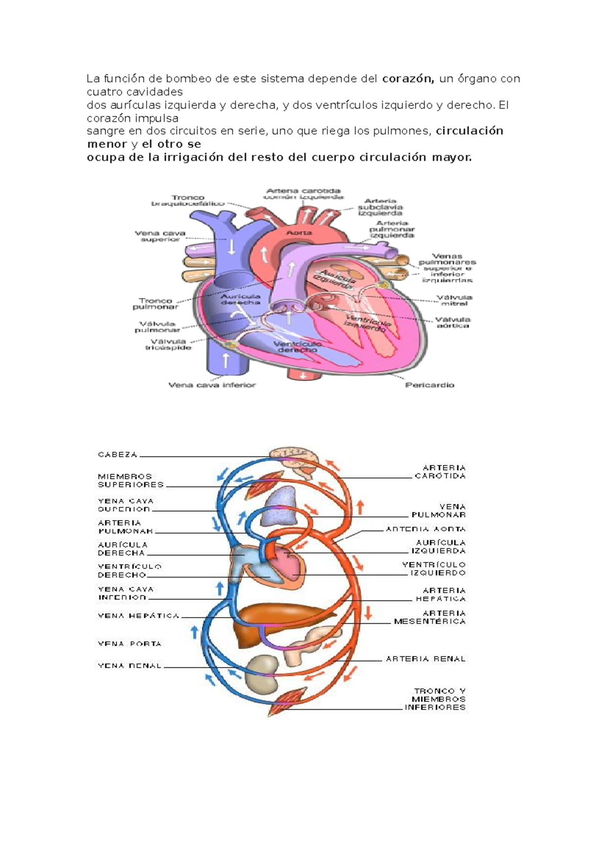 Circulacion mayor y menor - La función de bombeo de este sistema ...