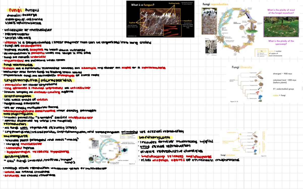 Bio lecture 7 - bio - fungi fungus domain:eykavya supergroup:unikonta ...