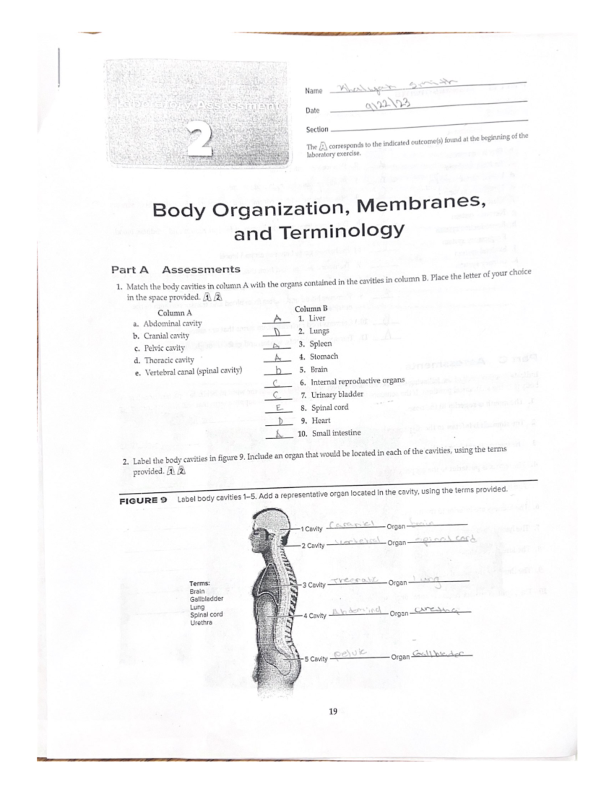 Section - idk - Studocu