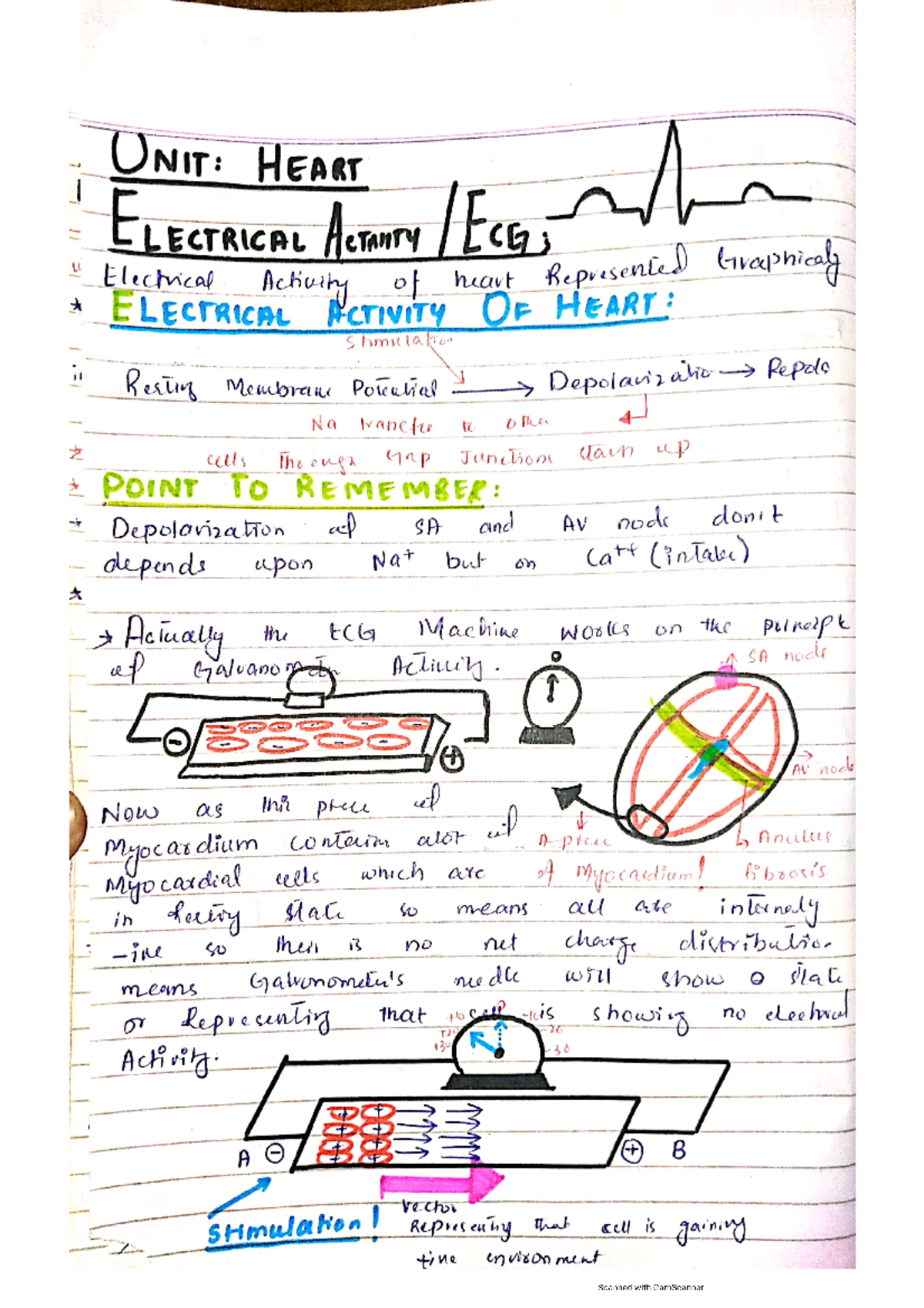 ECG - CVS Notes - UNIT: HEART ELECTRICAL ACTANTY Electrical Activity of ...