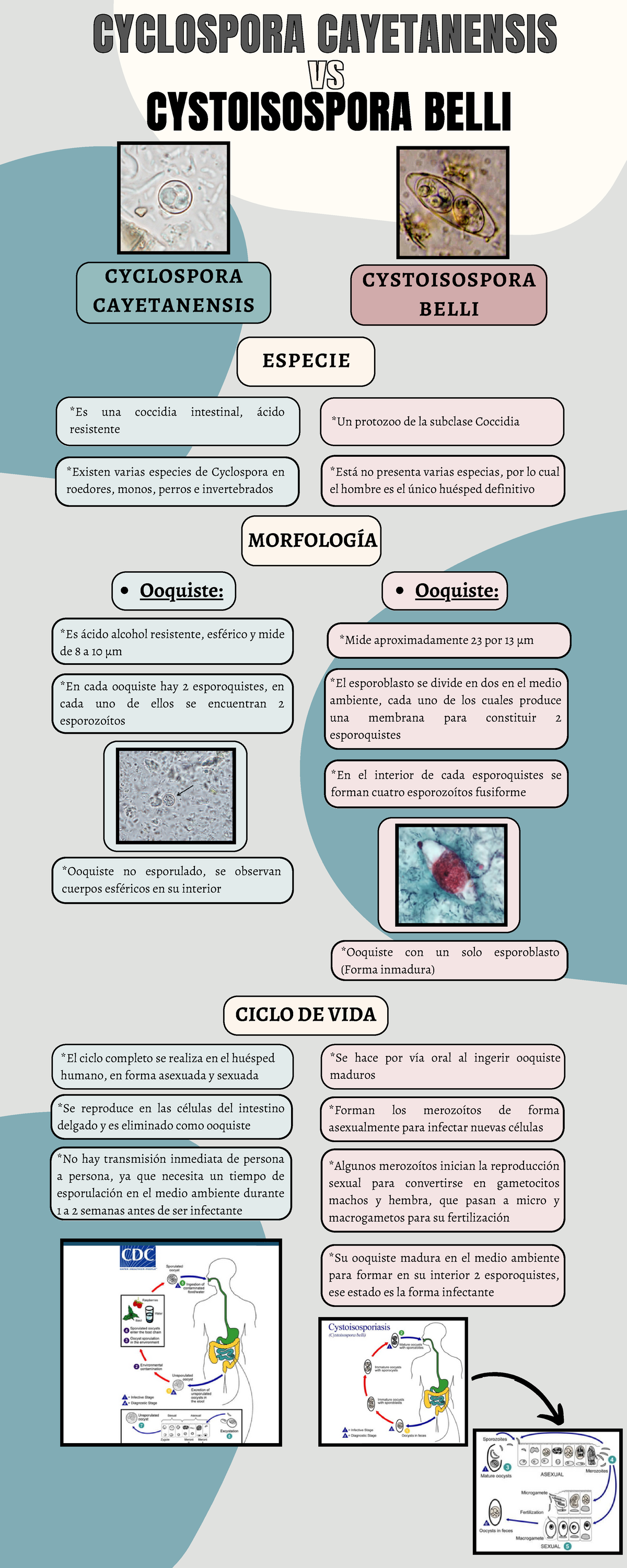 Comparación de 2 parásitos - ESPECIE 0 CYCLOSPORA ...