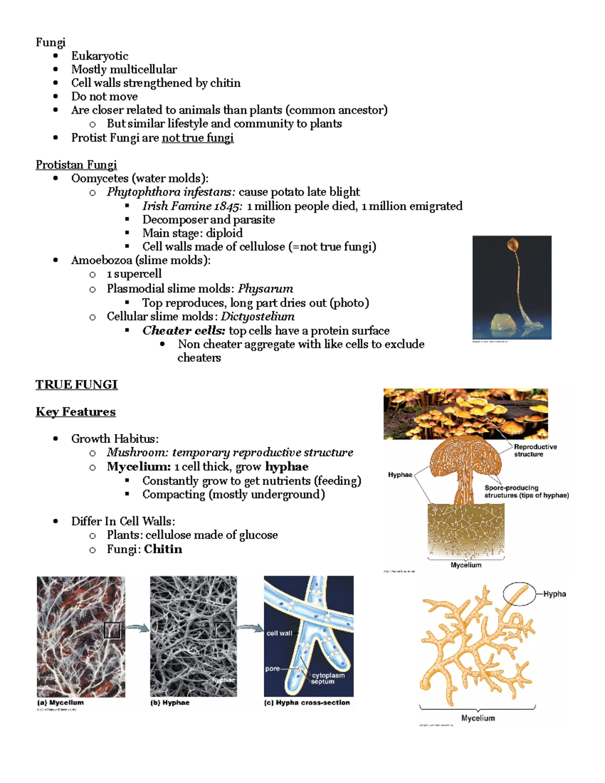 Fungi - Summary Modern biology - Fungi Eukaryotic Mostly multicellular ...