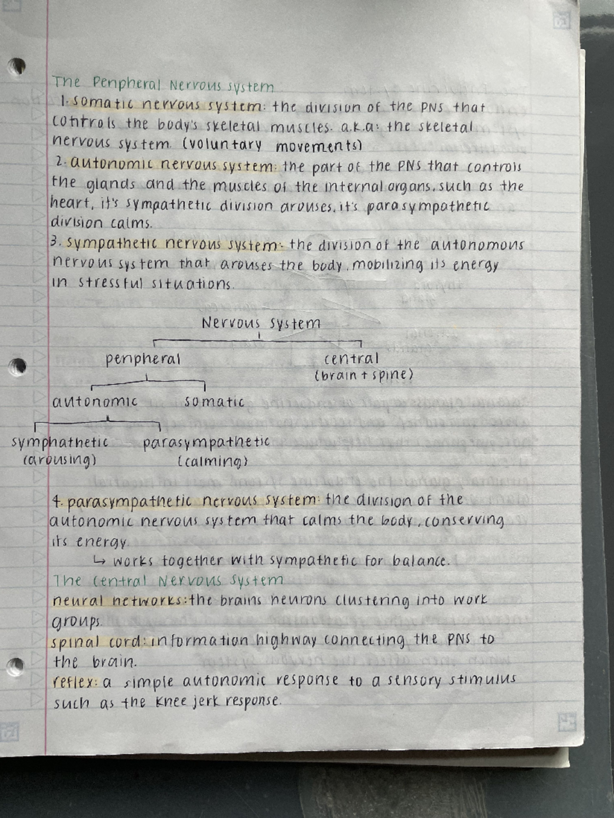 AP Psychology Nature and Nurture Notes - Studocu