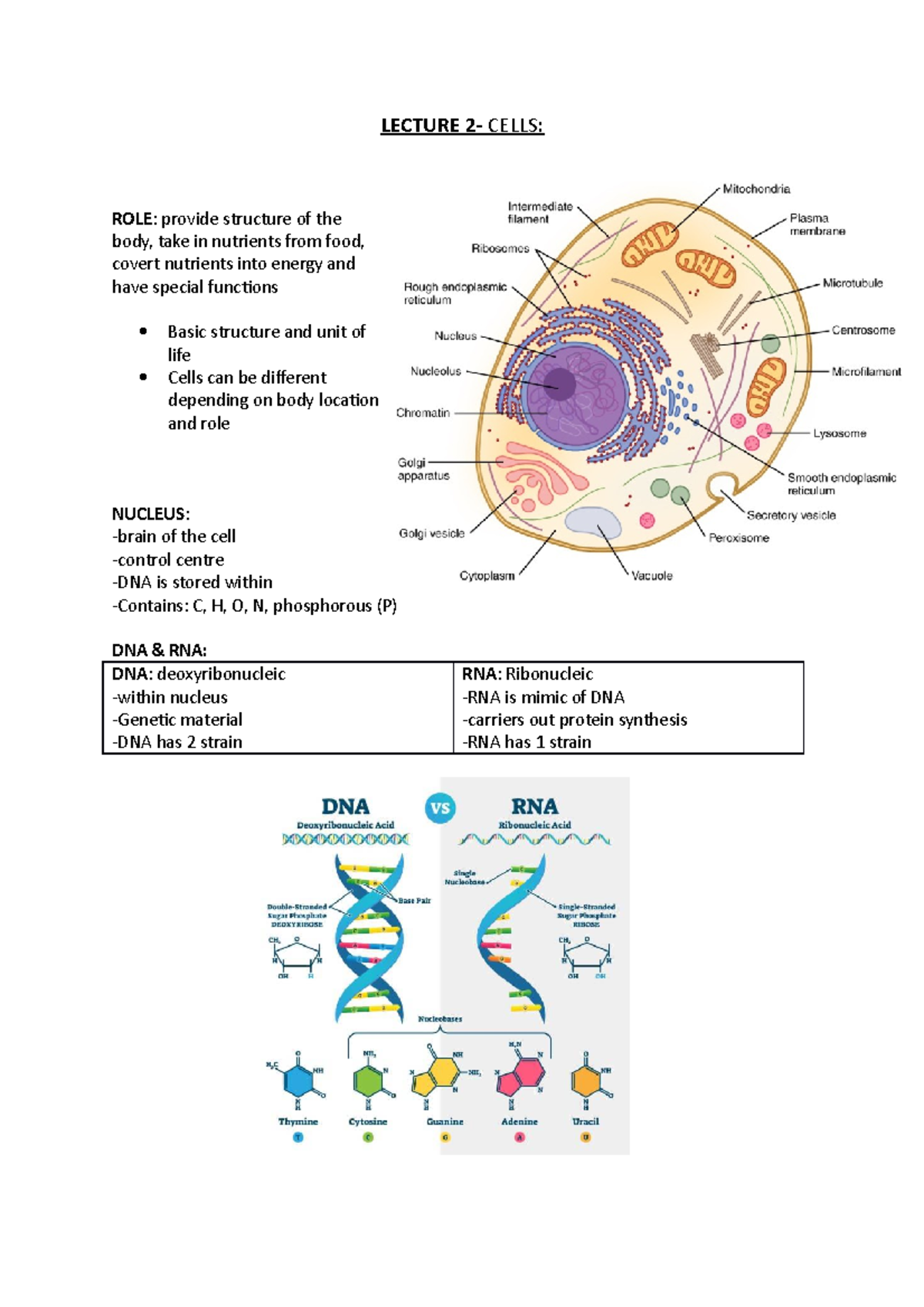 Cells sheet - Lecture notes 2 - LECTURE 2- CELLS : ROLE : provide ...