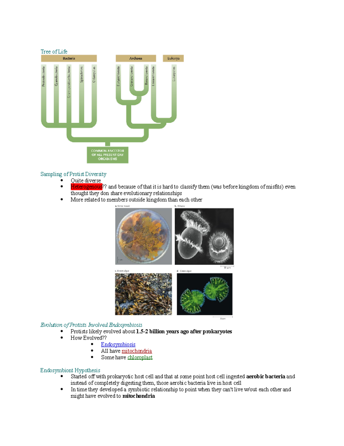 Chapter 24- Protists - Lecture notes 24 - Tree of Life Sampling of ...