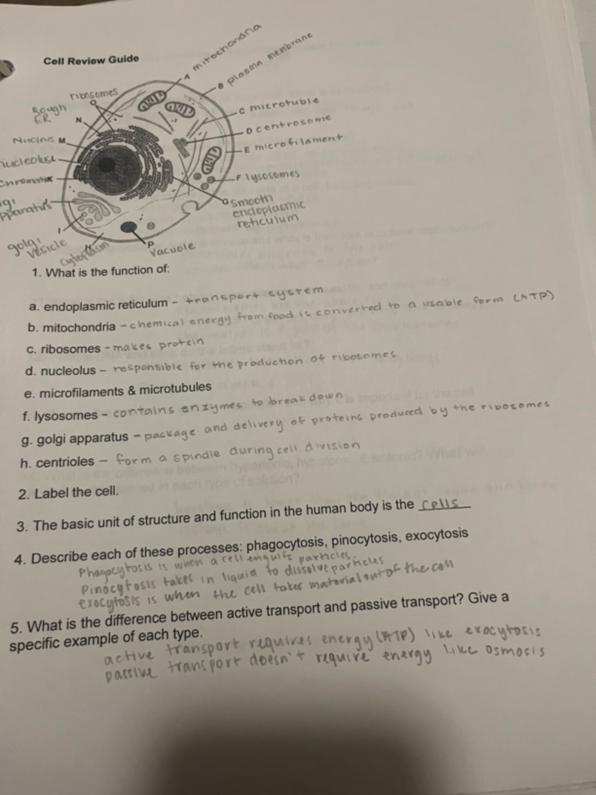 Biology ap 11 - Studocu