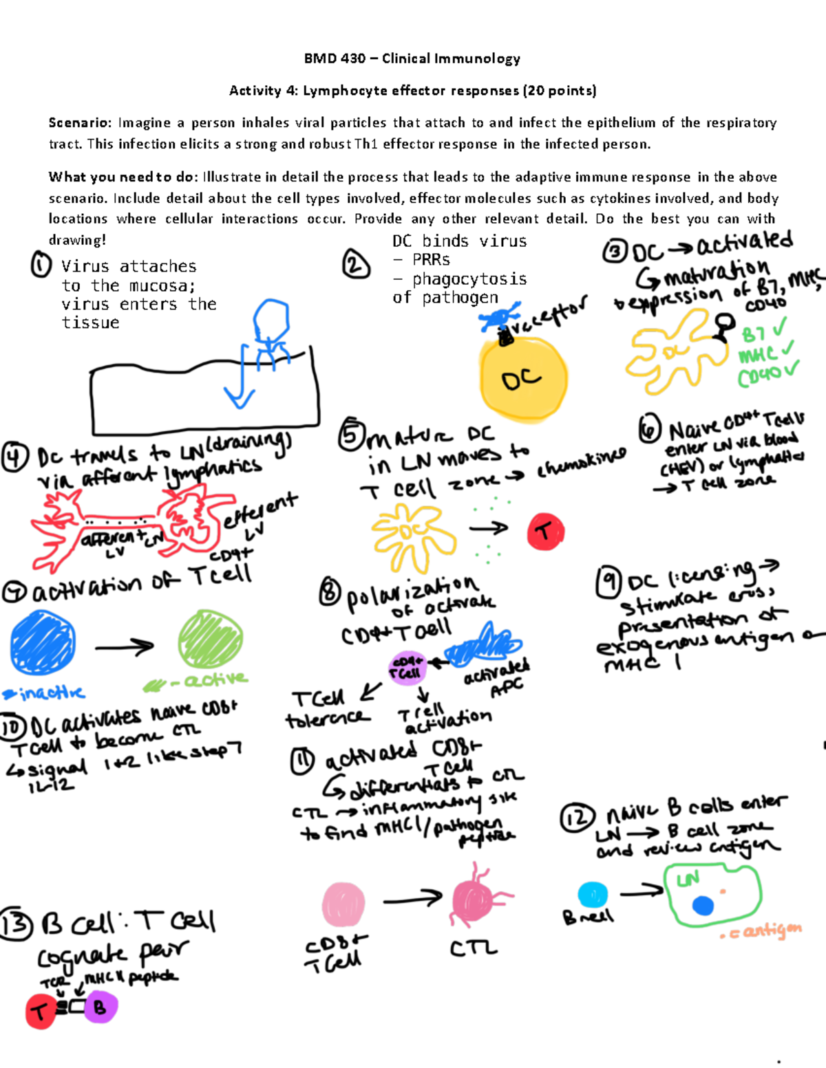 Activity 4 adaptive immune responses - BMD 430 – Clinical Immunology Activity 4: Lymphocyte ...
