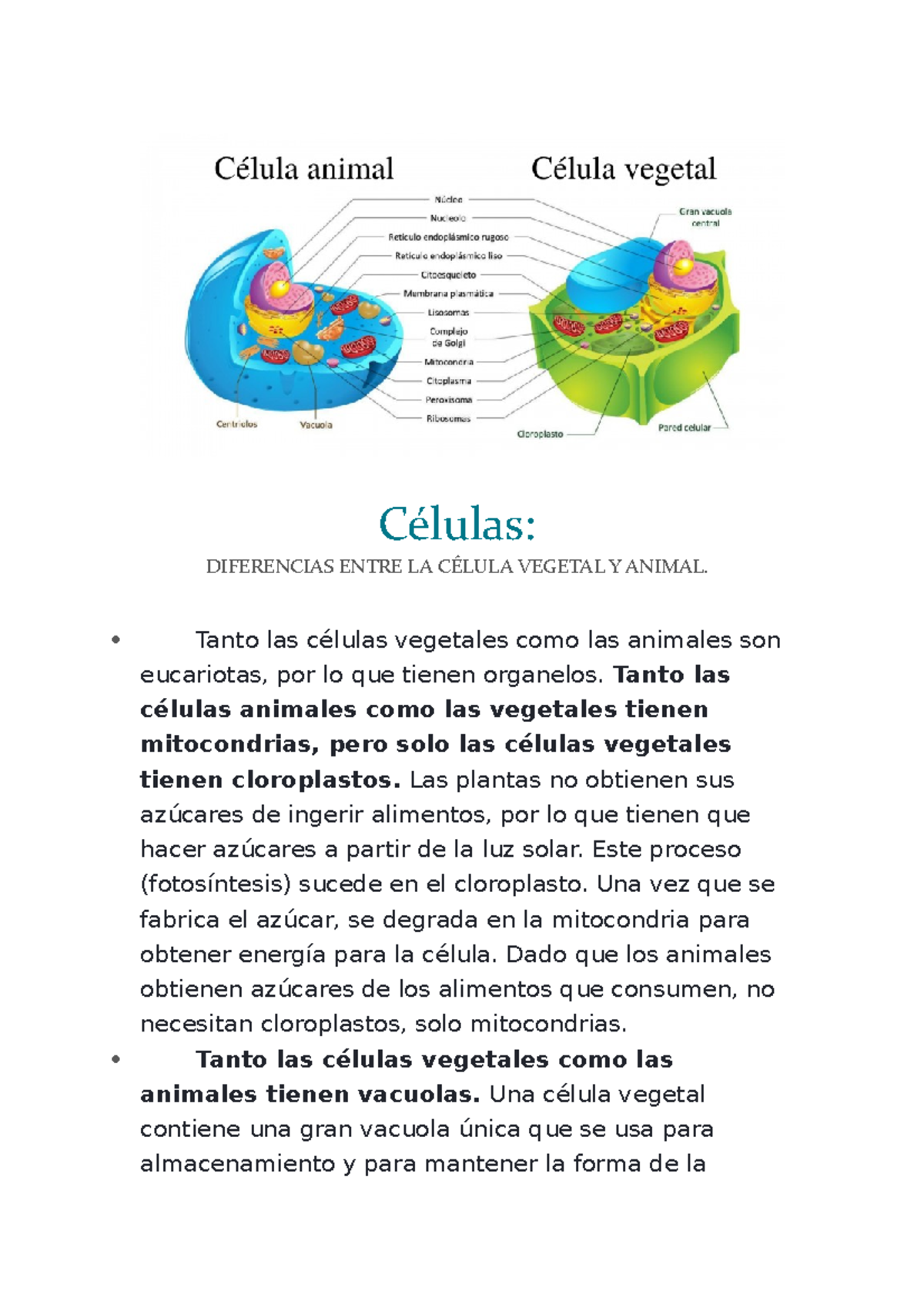 Células - Células: DIFERENCIAS ENTRE LA CÉLULA VEGETAL Y ANIMAL. Tanto ...