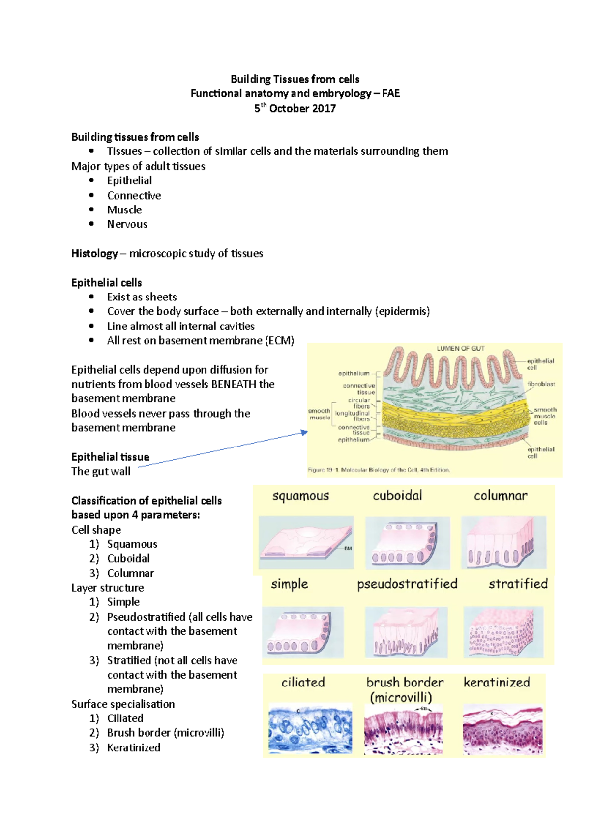Building Tissues from cells - Building Tissues from cells Functional ...