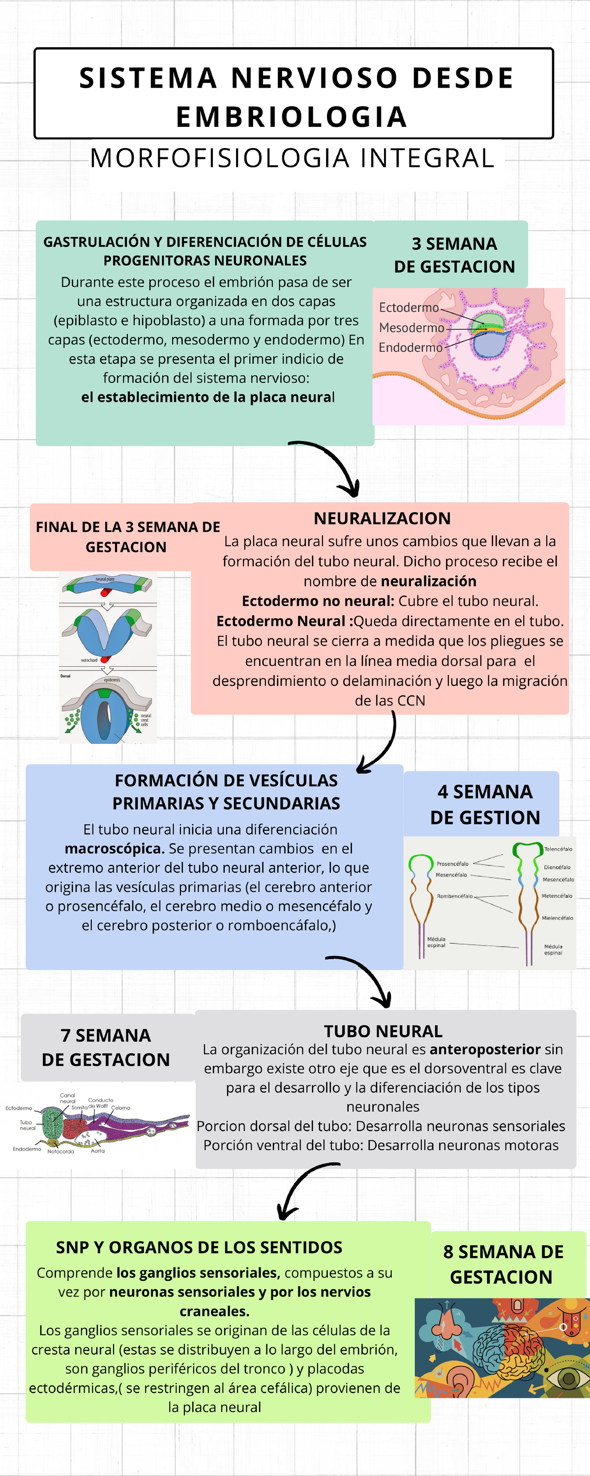 Linea Del Tiempo Evolucin Sistema Nervioso Timeline